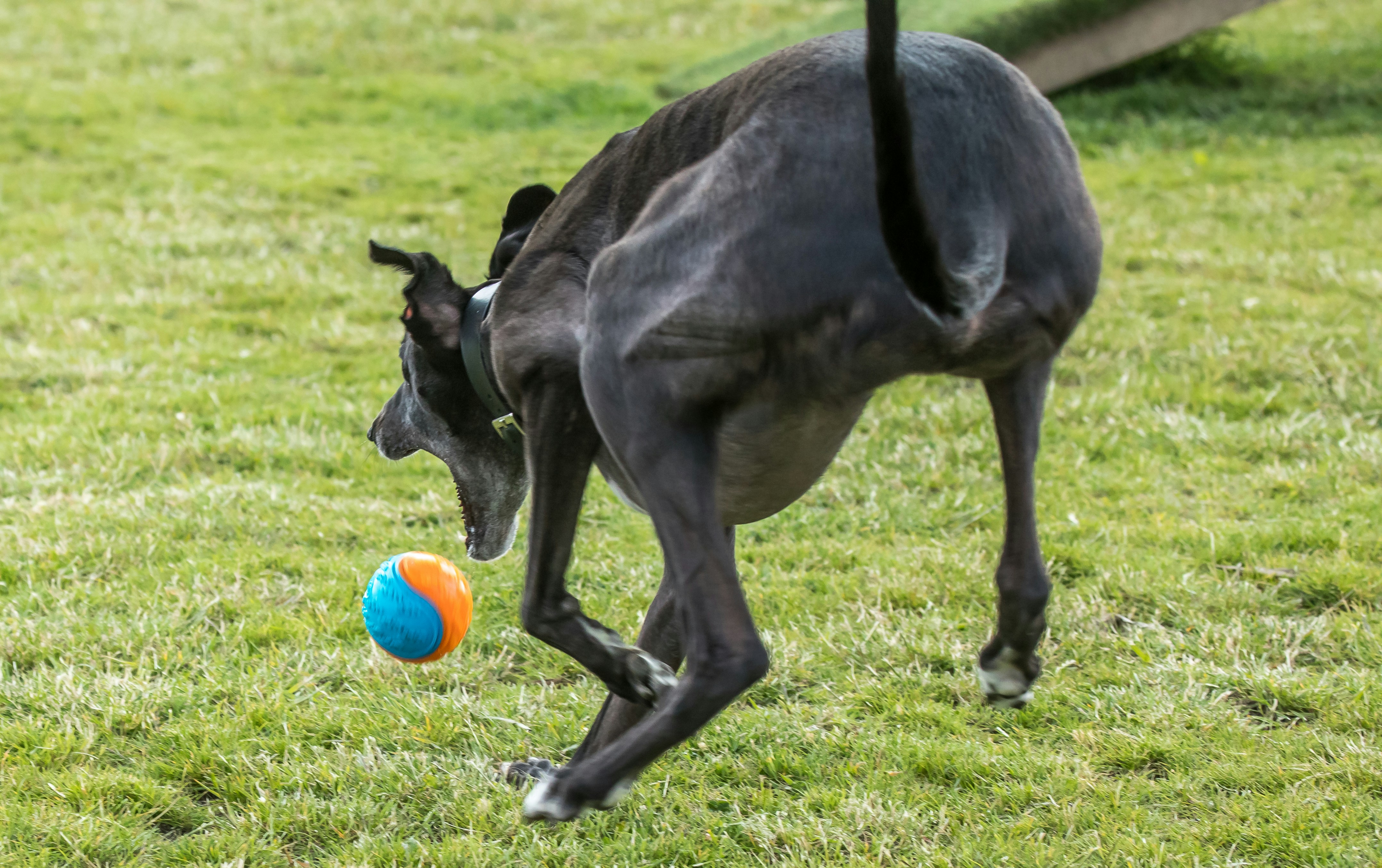 Full-Stride Pursuit: Greyhound in Flight Toward a Neon Ball