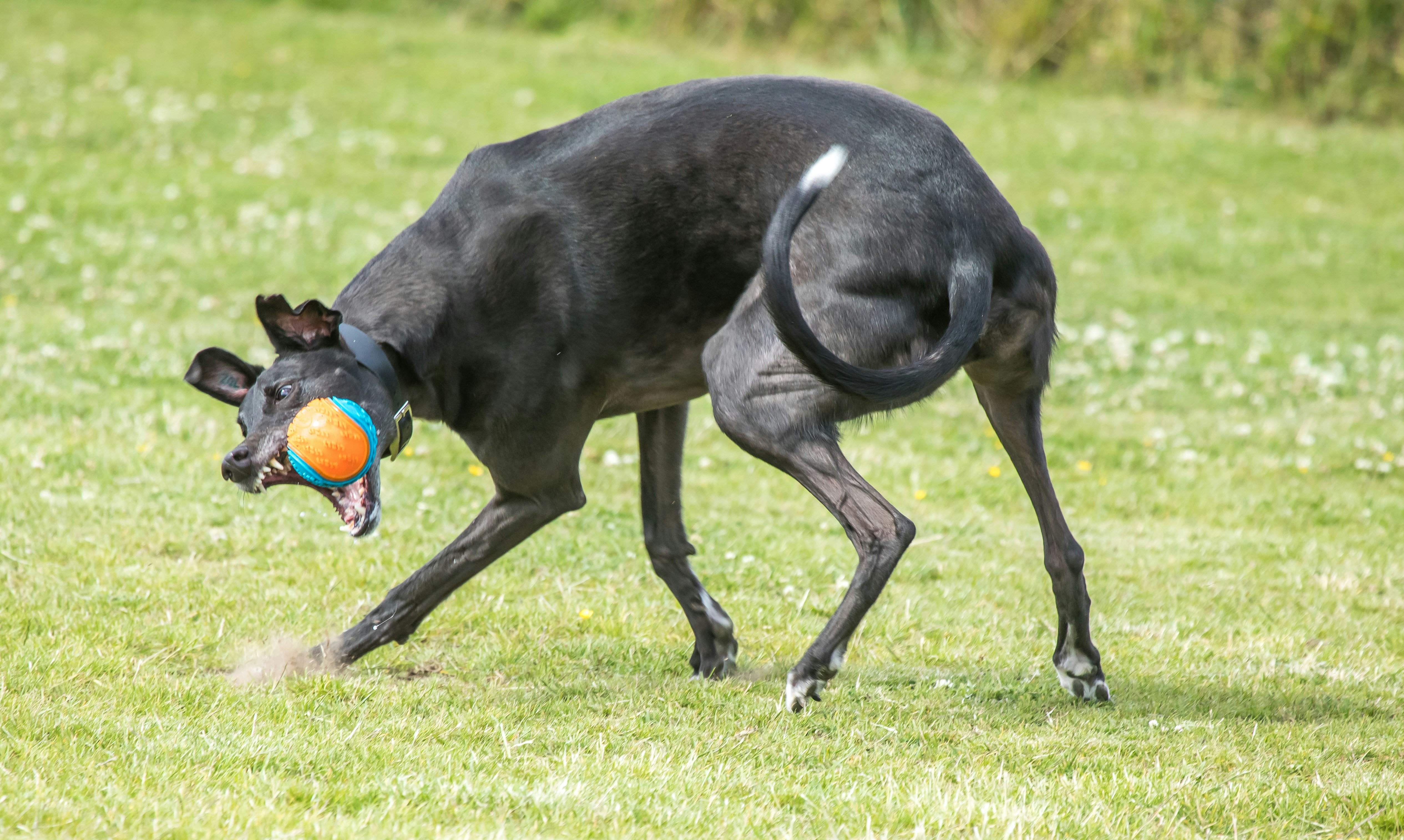 Mid-Stride Greyhound Clutching an Orange Ball Across a Sunlit Field