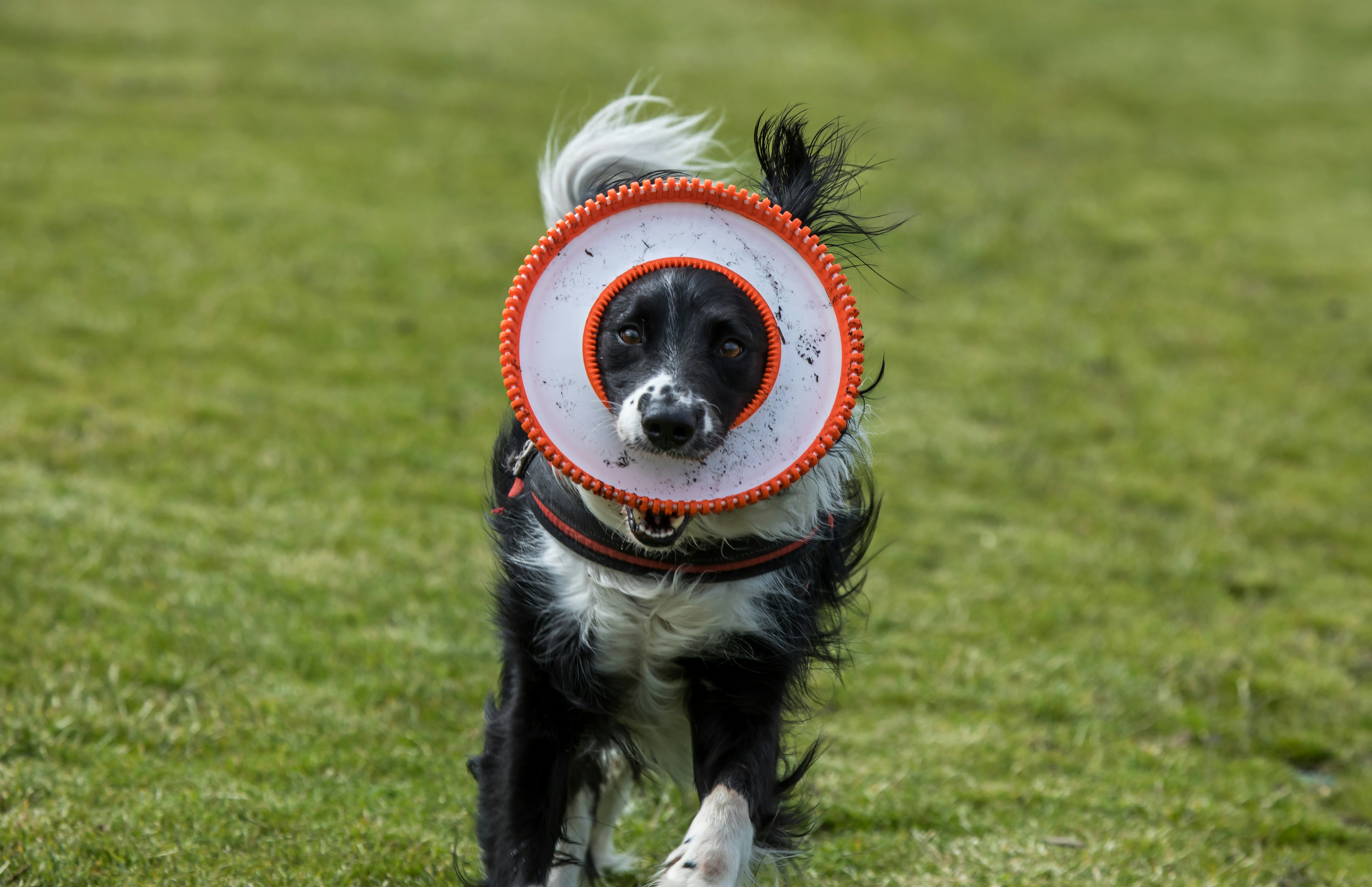 Frisbee-Fueled Focus: Dash of Black, White, and Orange