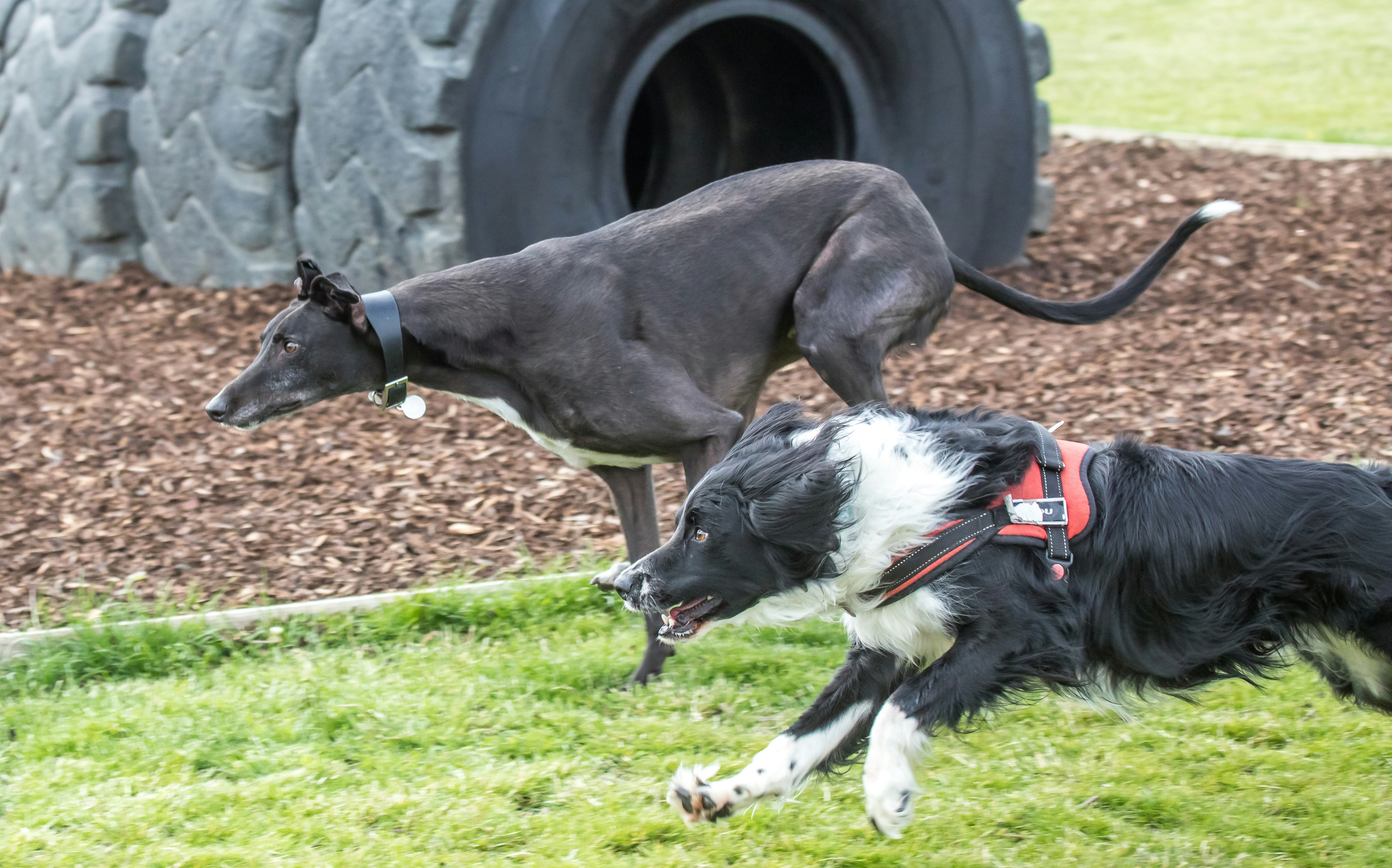 Tandem Sprint: Border Collie and Greyhound in a Park Race