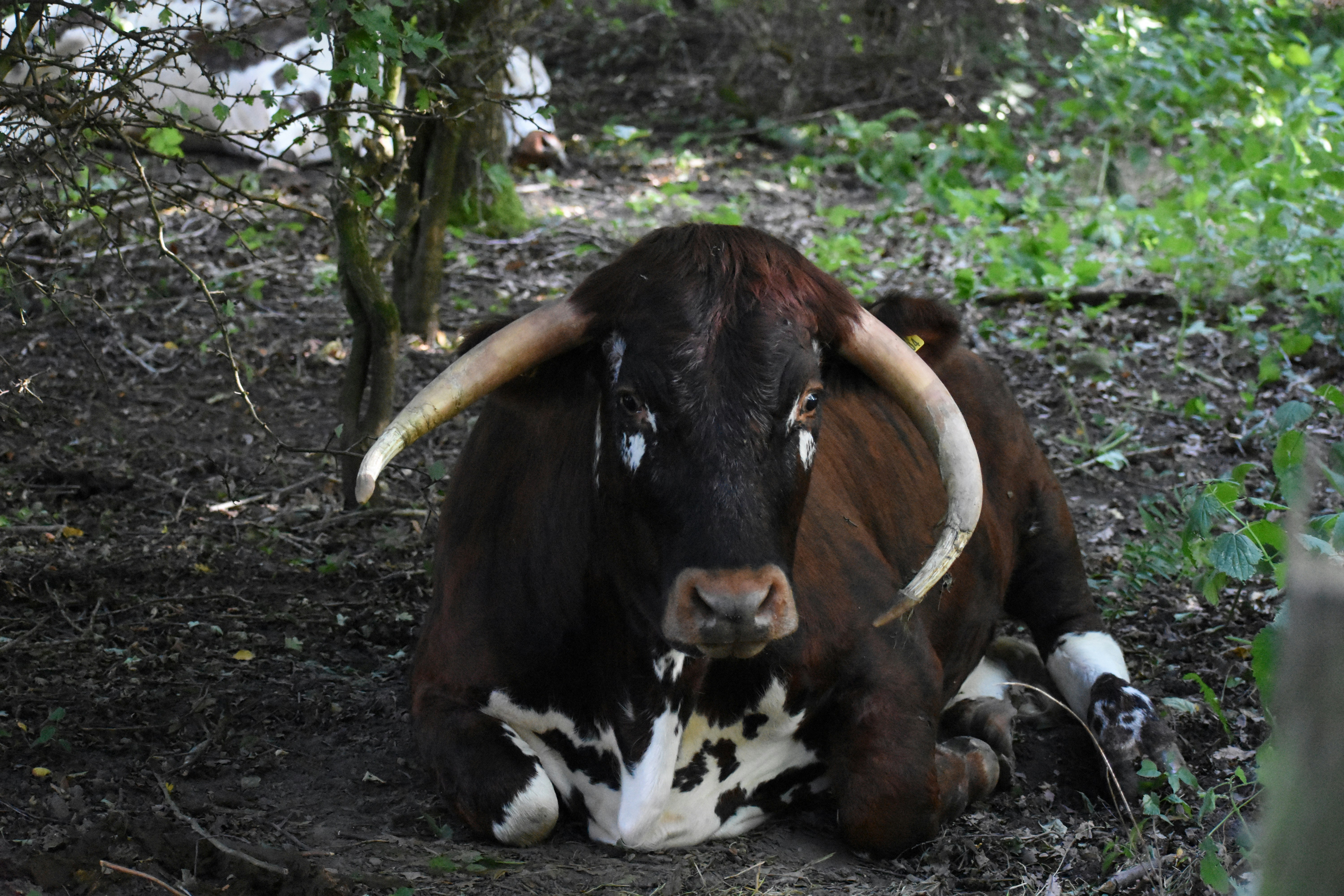 The Quiet Guardian of the Glade