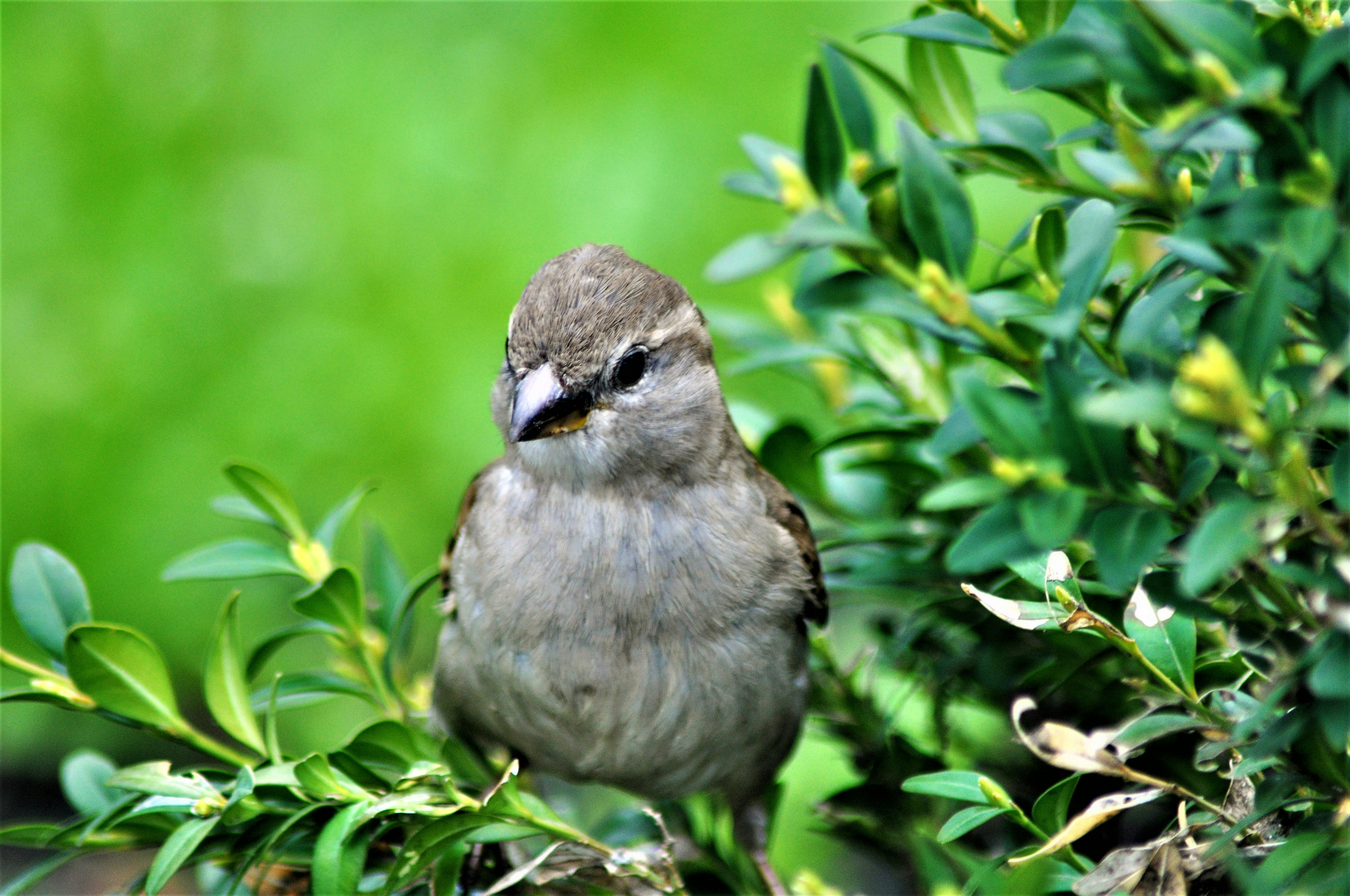 Soft-eyed Songbird Among Emerald Shrubs