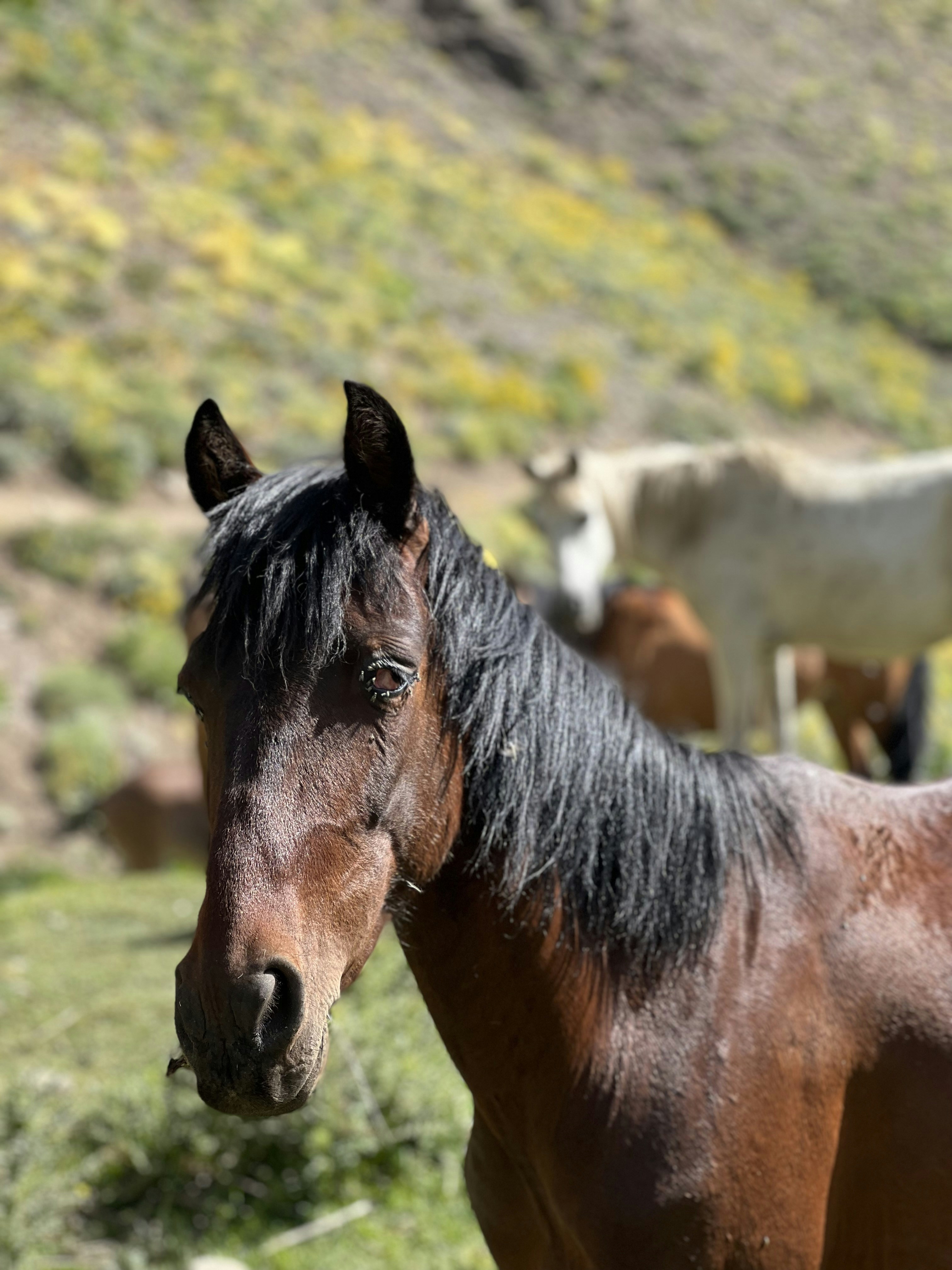 Bay Stallion in Focus: Quiet Power Amid Golden Hill Meadow