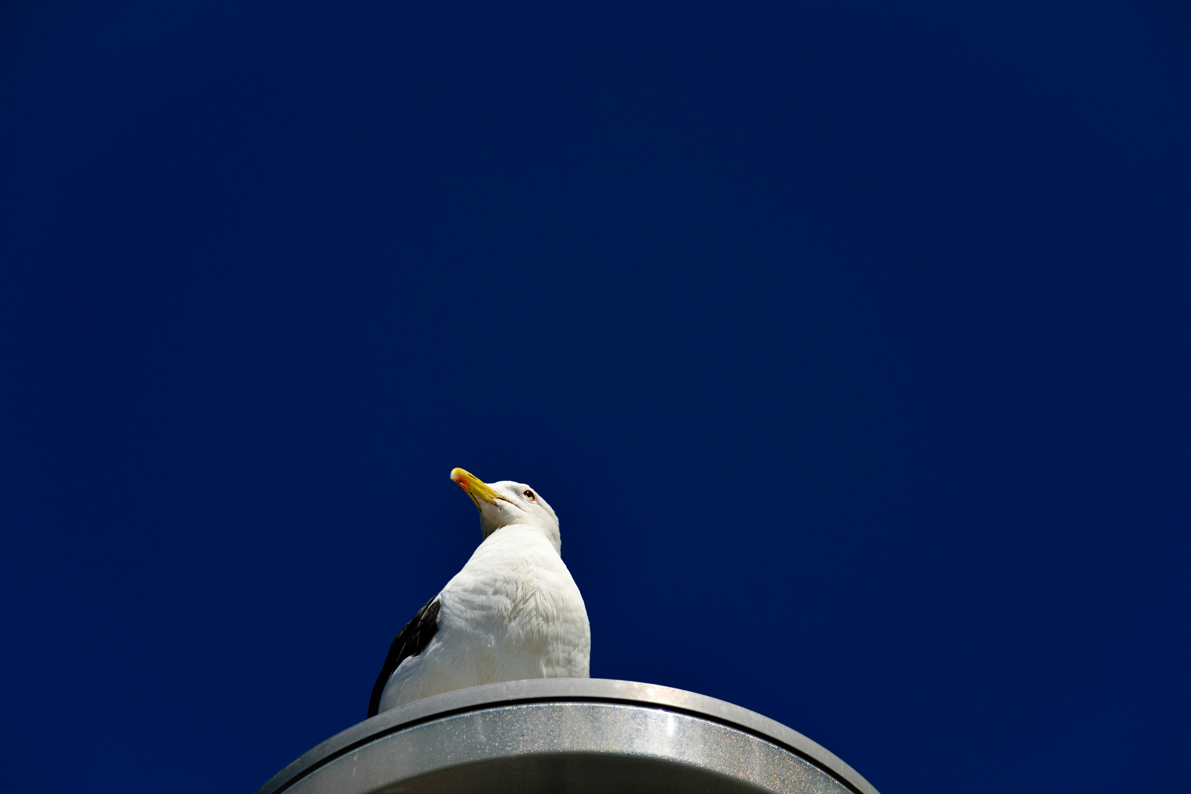 Blue Sky Sentinel: Seagull on a Silver Dome