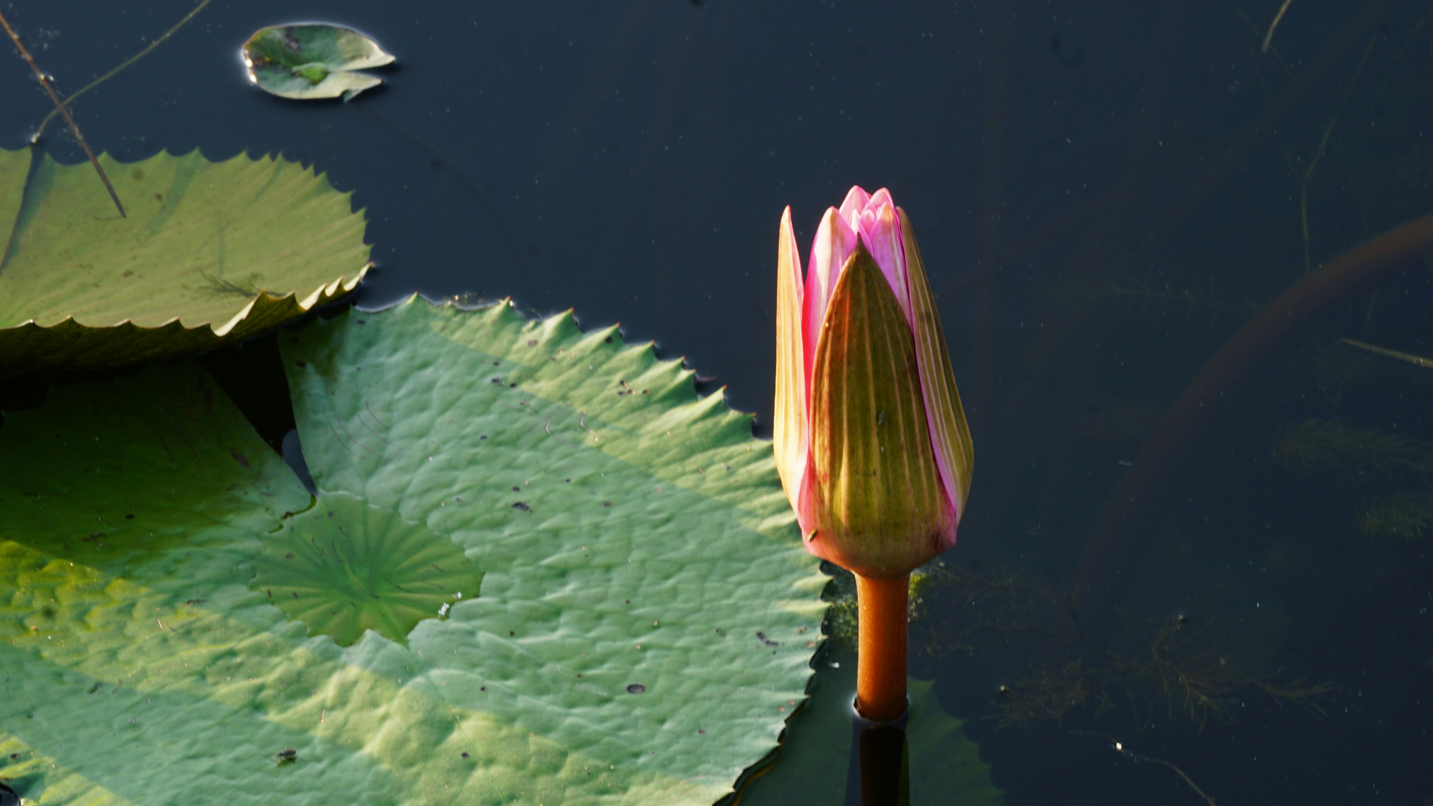 A pink lotus bud poised to bloom, resting on a large green lily pad in still water.
