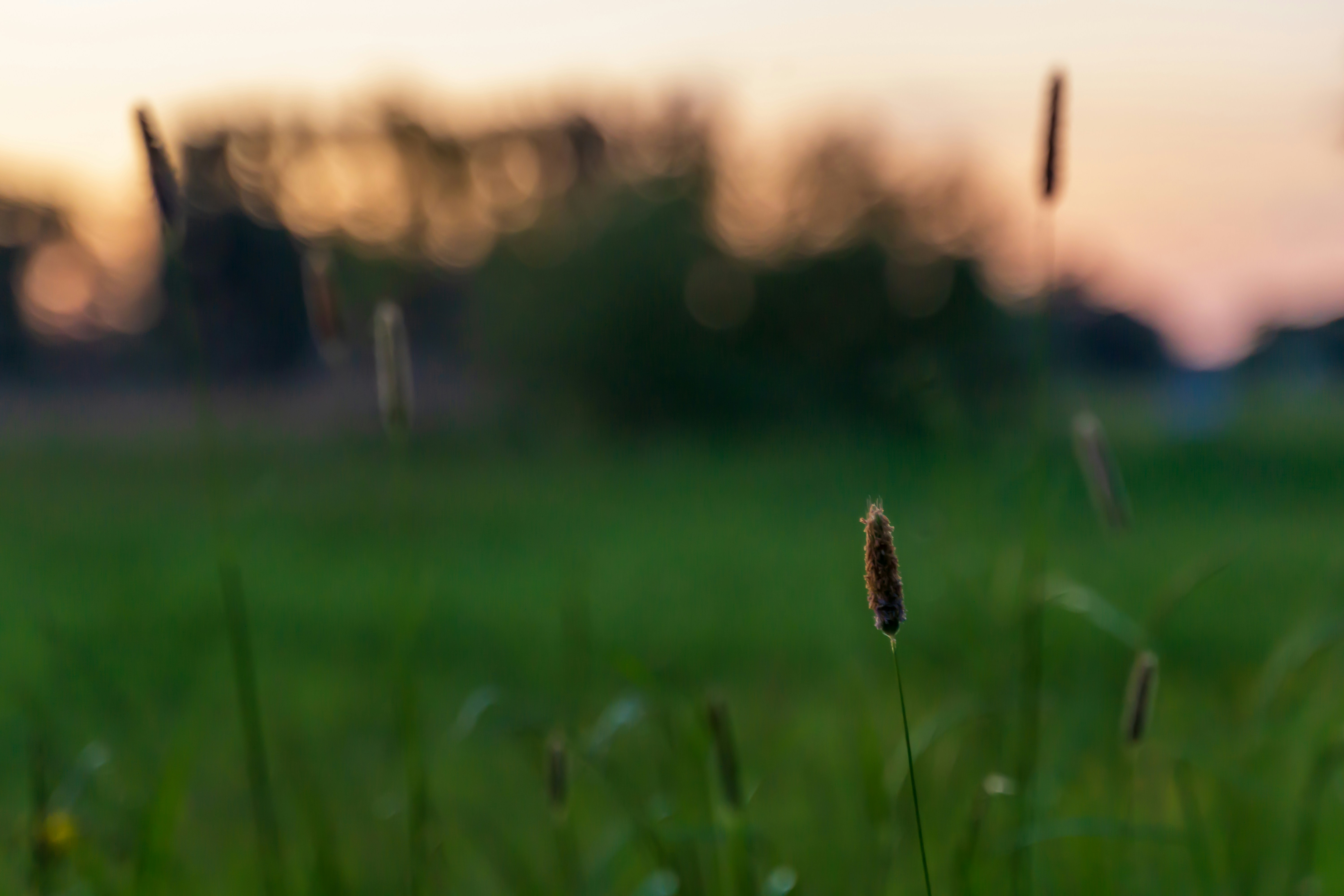 A lone grass seed head stands tall amidst a blurred green field, capturing the serene essence of twilight. The soft bokeh background enhances the tranquil atmosphere.