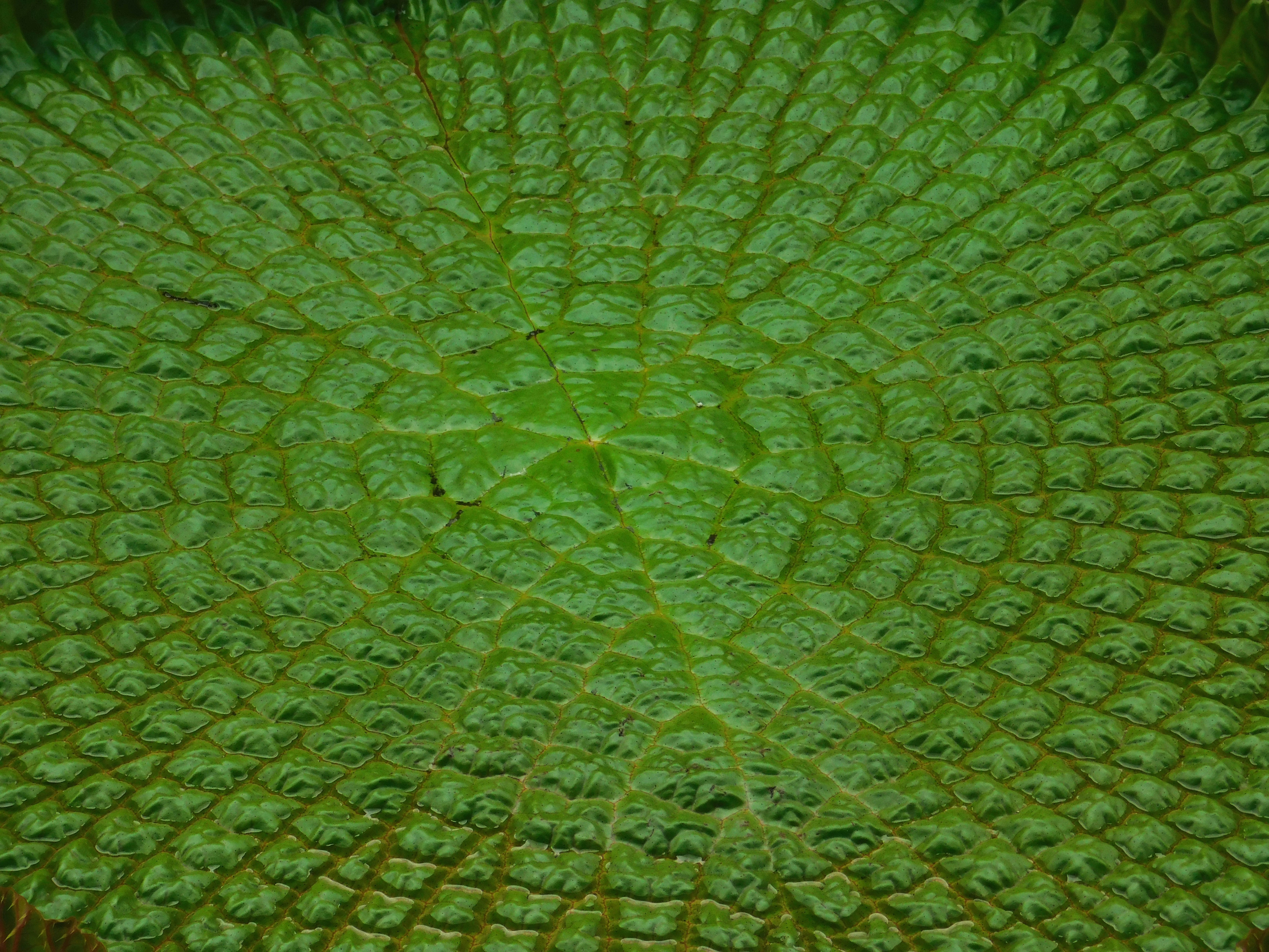 Sample photo from Nikon COOLPIX B500