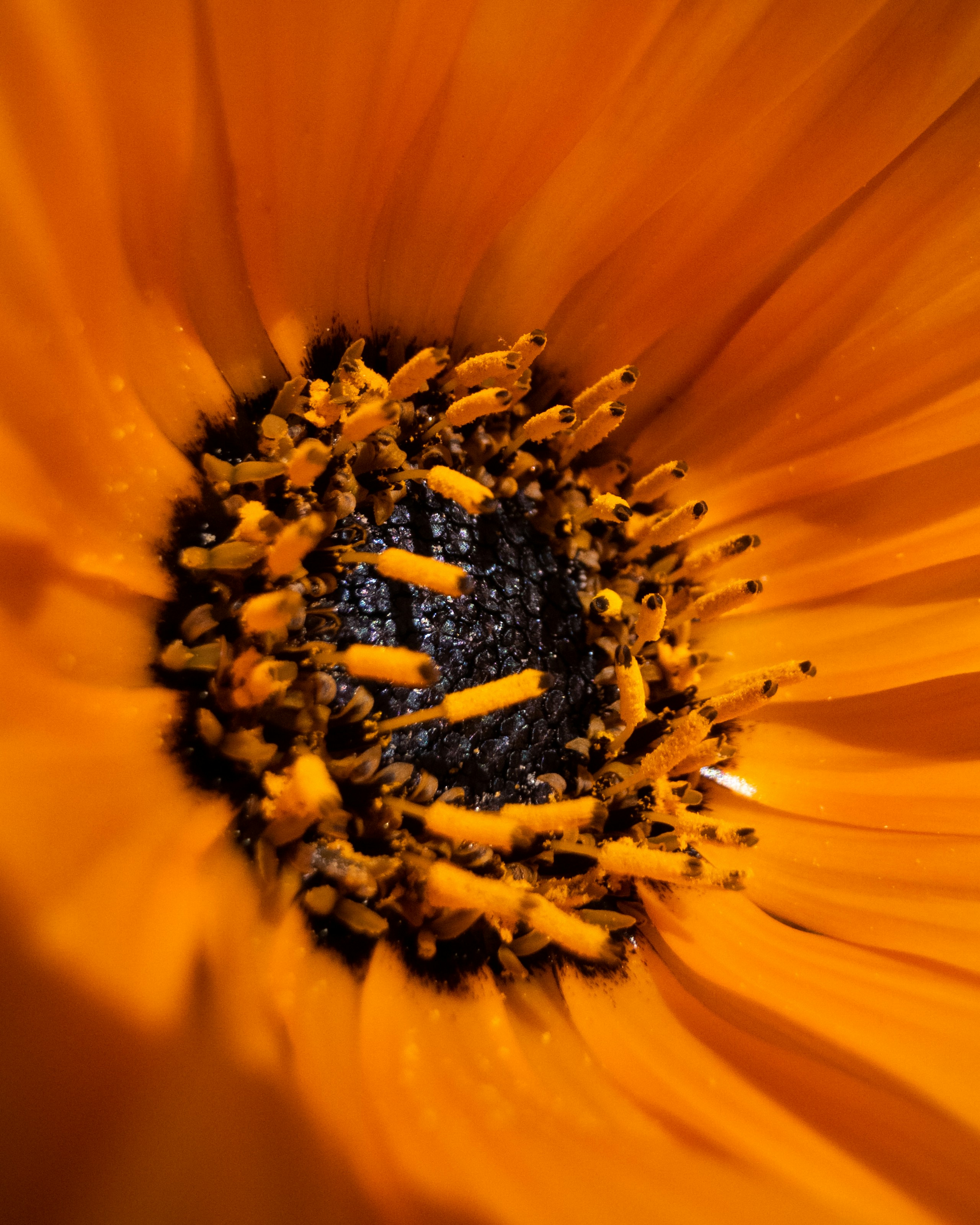 Ember Core: Macro Portrait of an Orange Daisy Center
