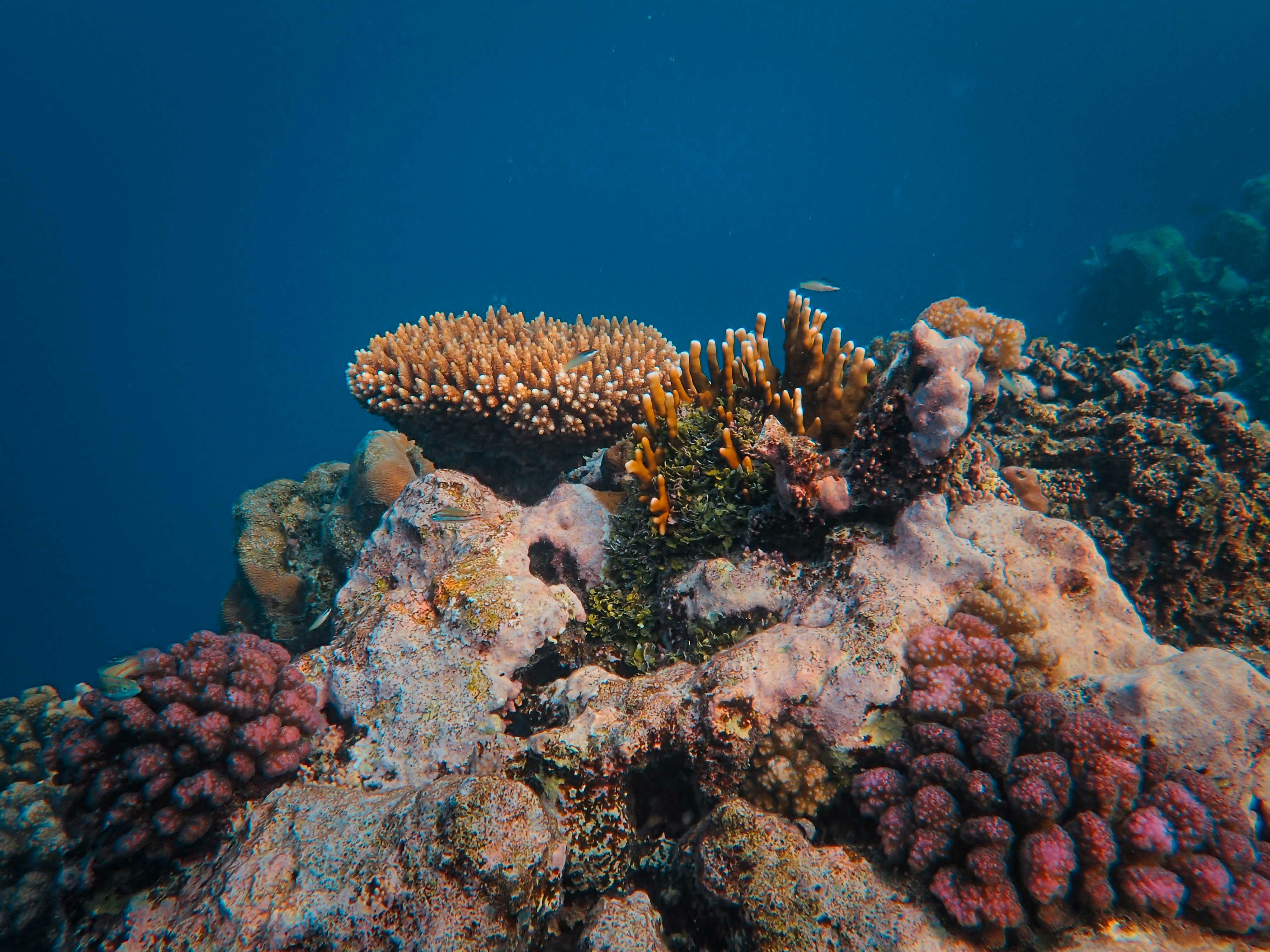 A coral reef with fish photo – Free Farasan island saudi arabia Image ...