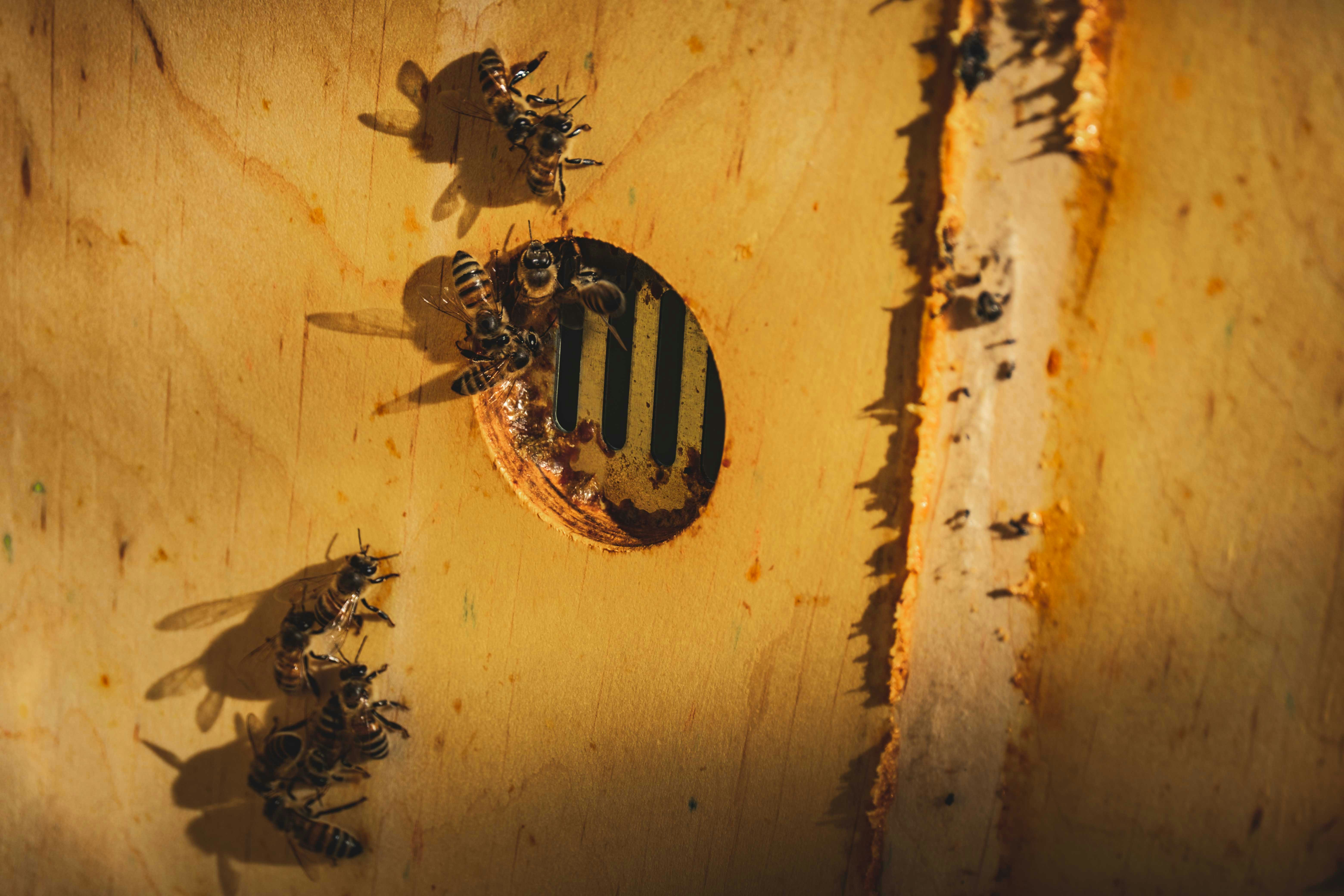 Amber doorway drama: bees guard a striped hive opening in sunlit wood