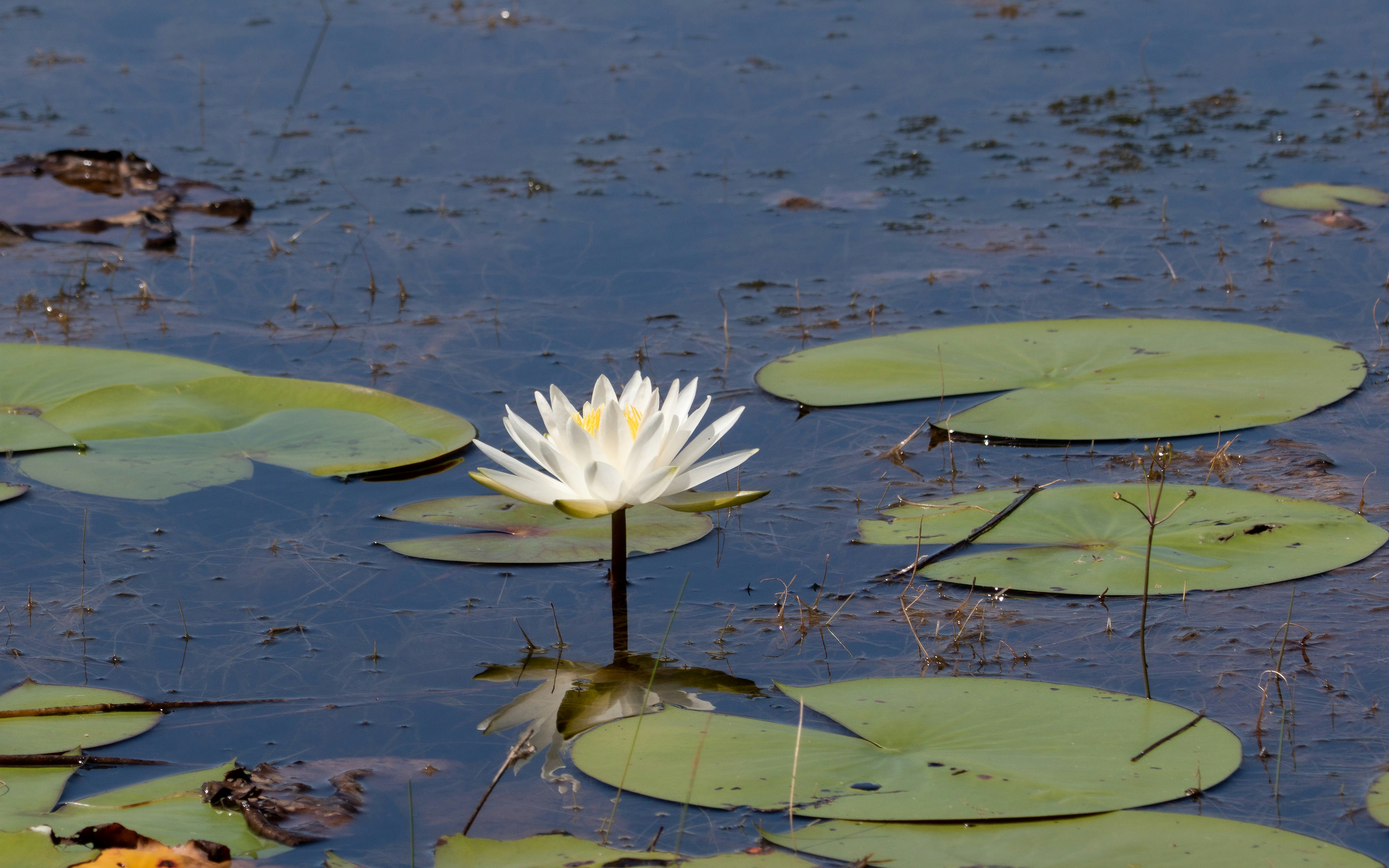 White water lily blooming gracefully on a still pond surrounded by green lily pads. The tranquil water reflects the delicate petals.