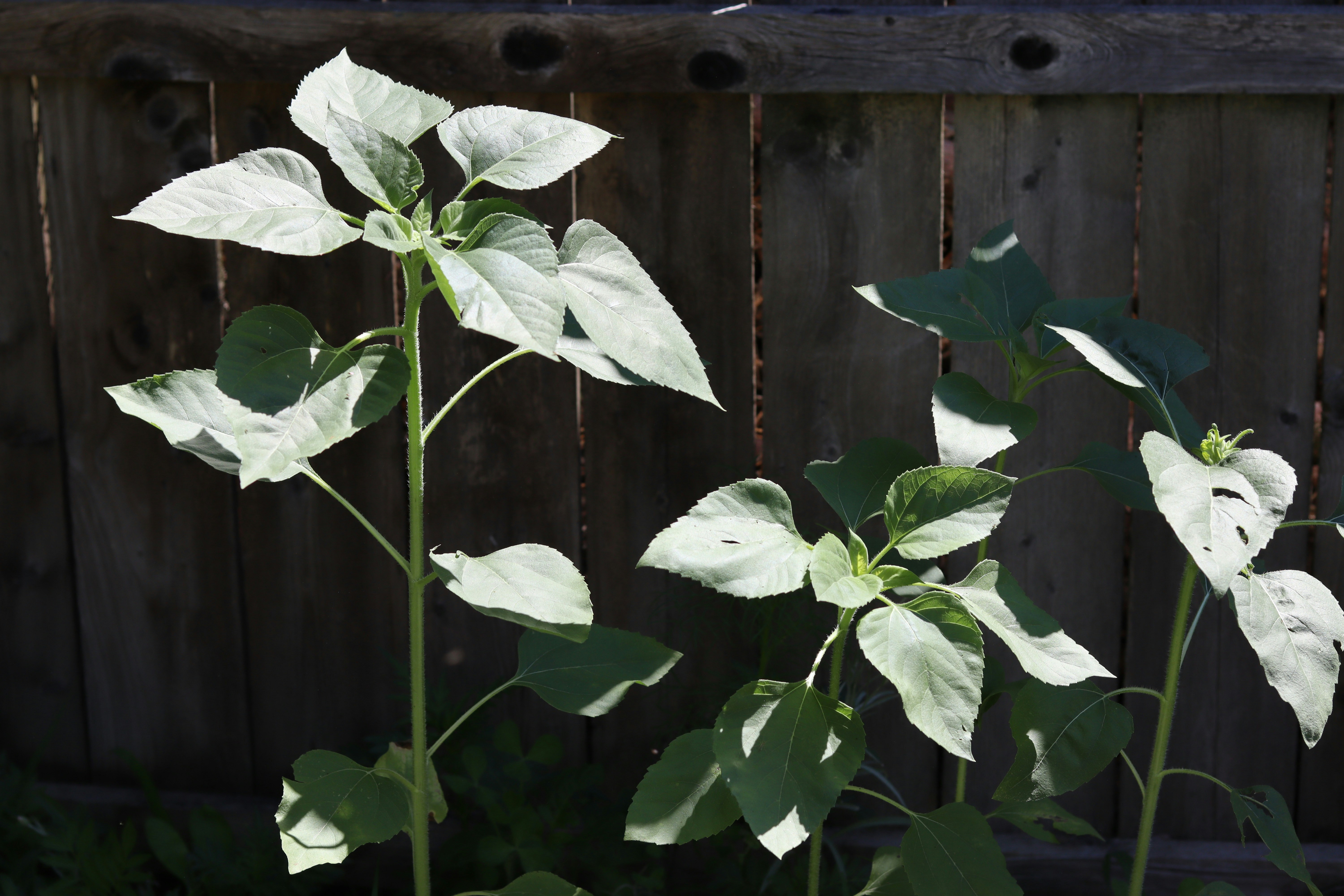 White-veined Saplings Standing Against a Weathered Fence