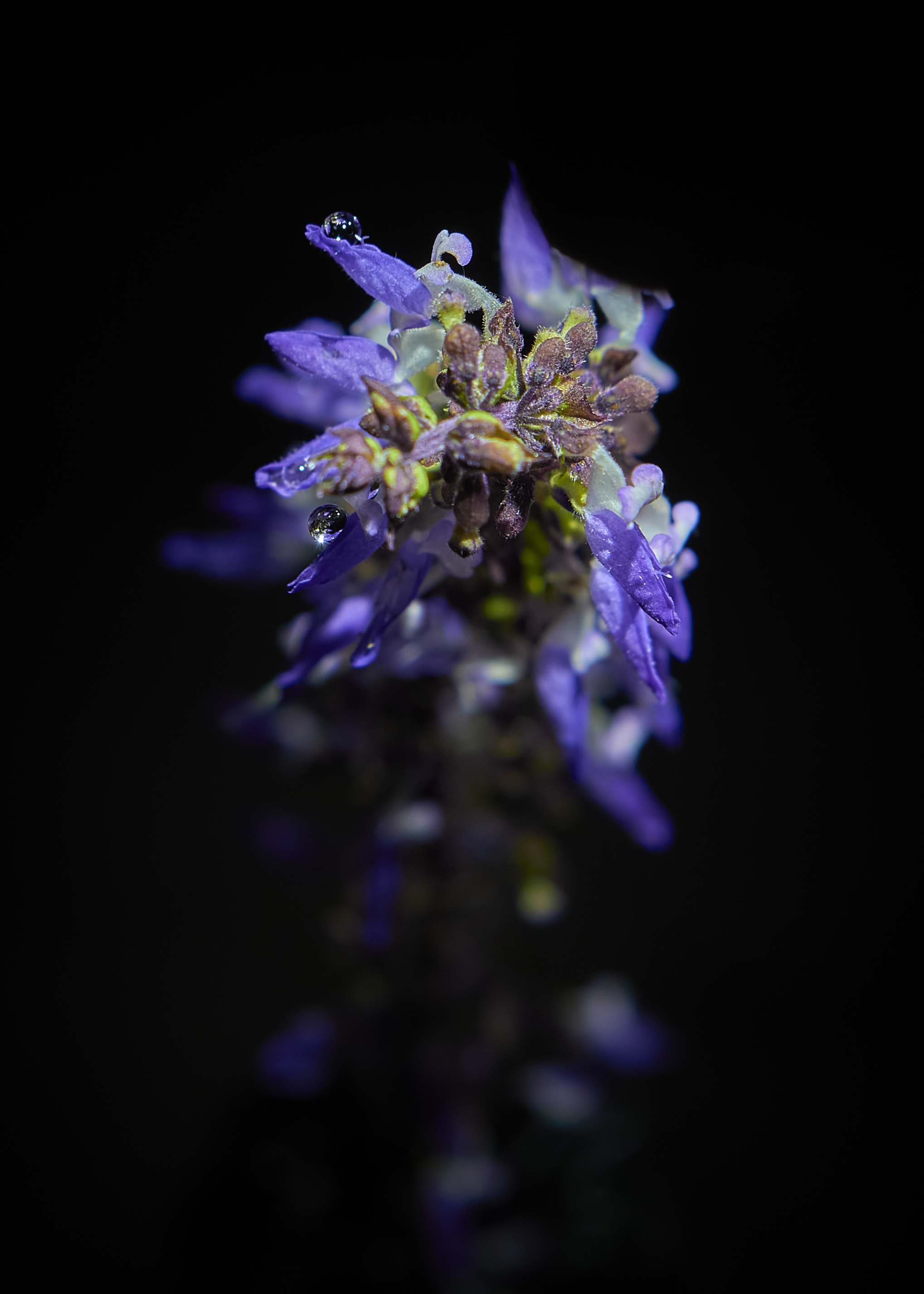 Dewlit Violet: A Macro Portrait of Lavender on Velvet Black