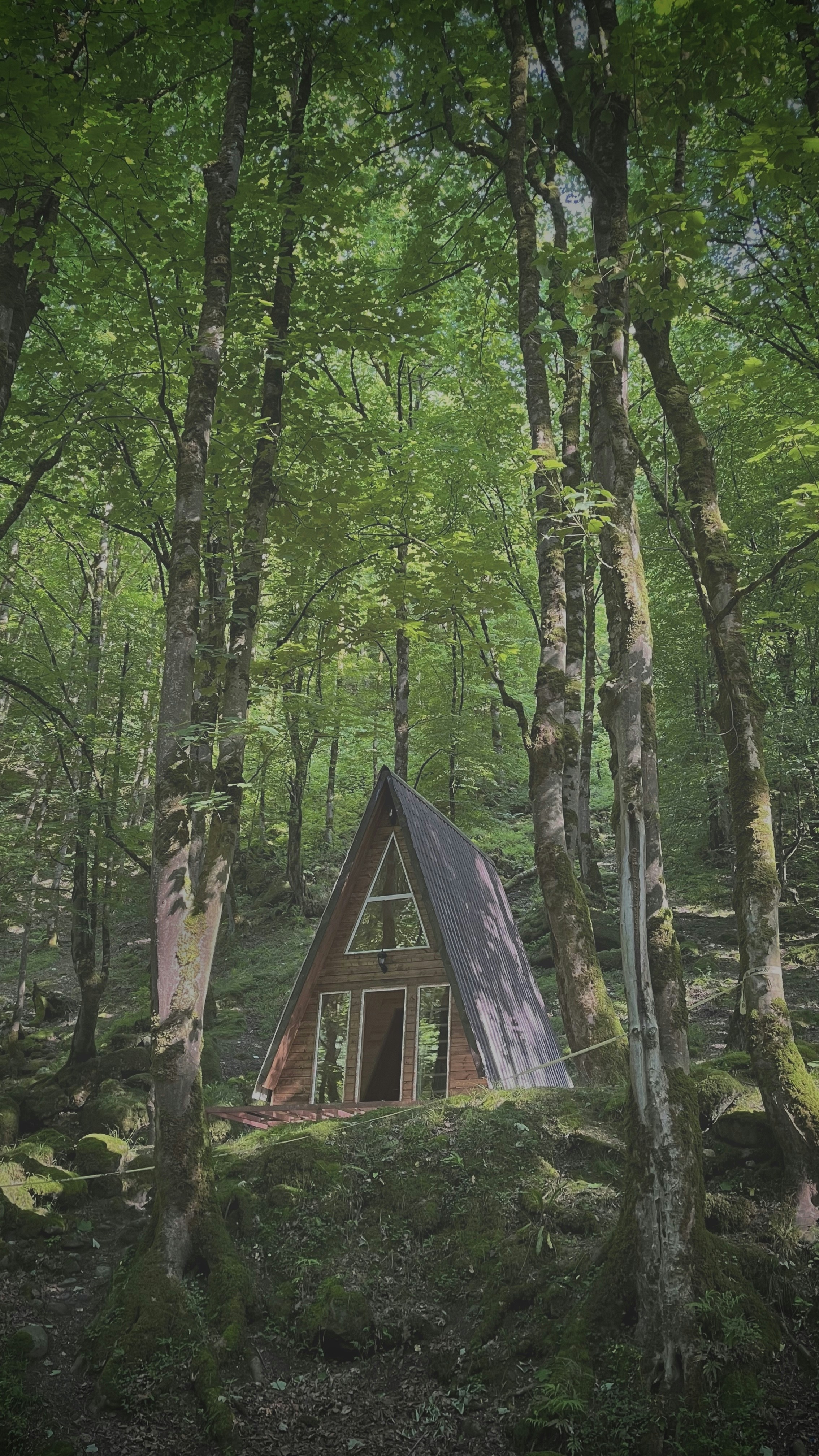 A contemporary A-frame cabin stands surrounded by lush greenery in a serene forest setting.