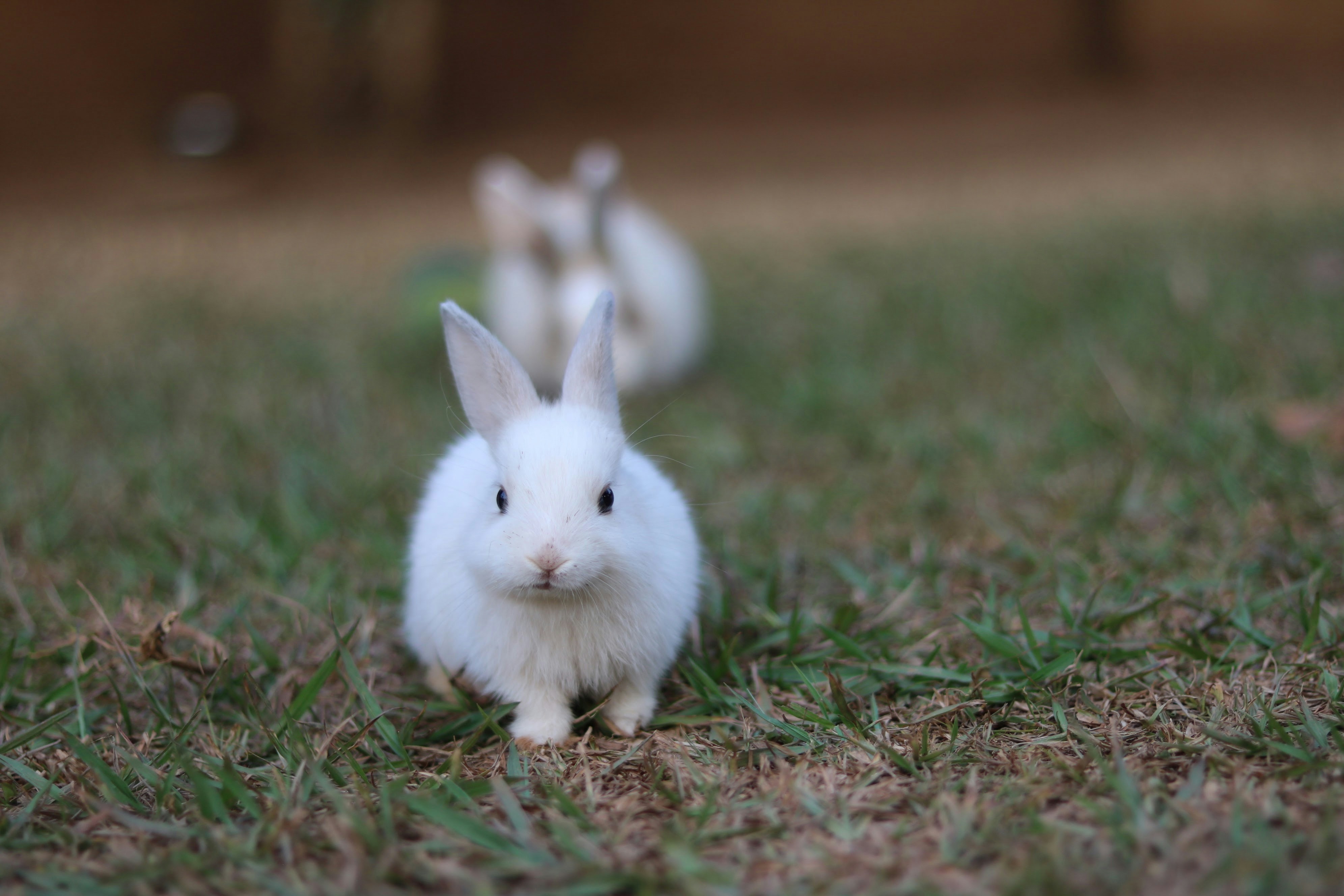 1000+ White Rabbit Pictures | Download Free Images on Unsplash