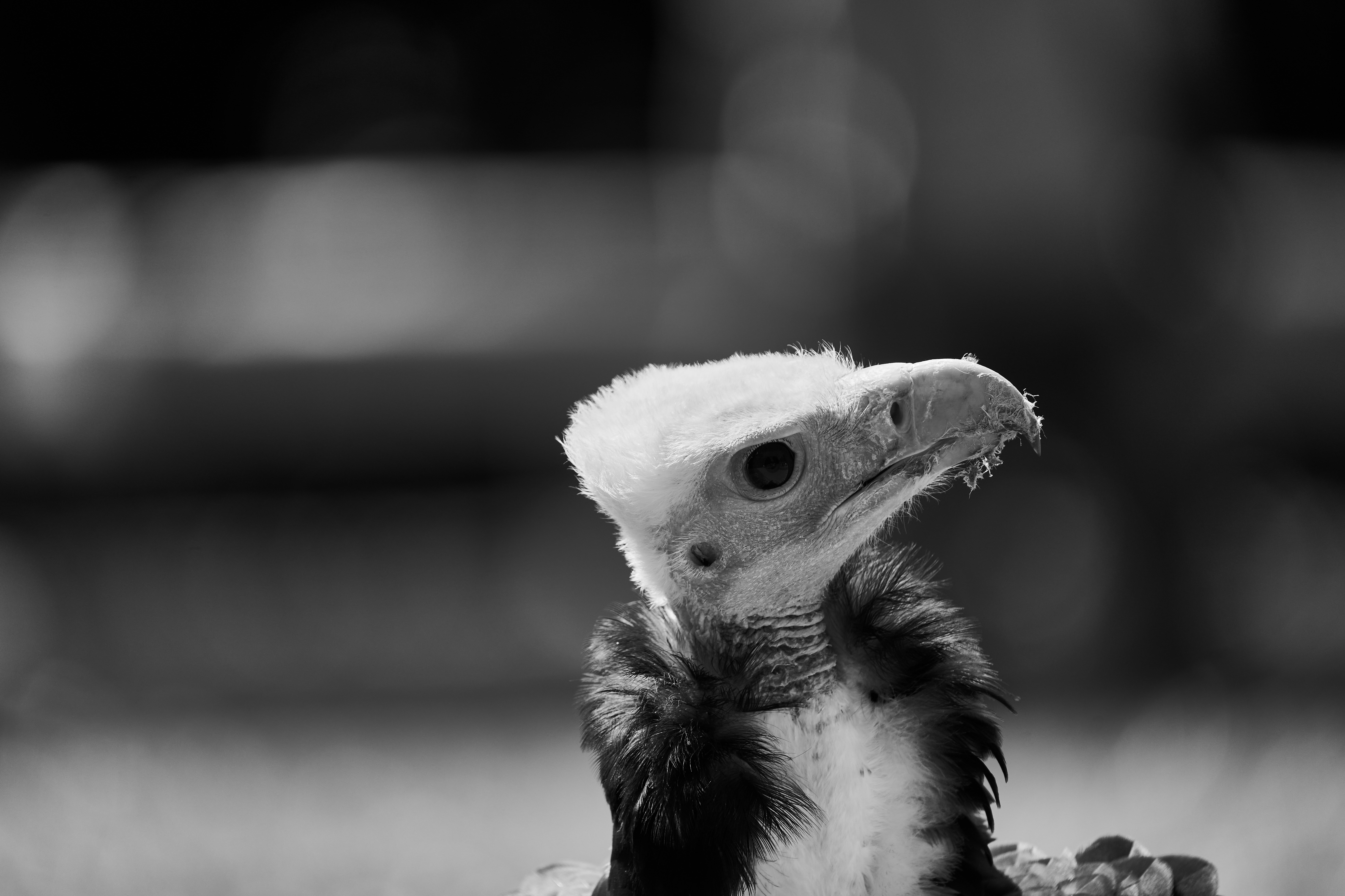 Bare-Chested Juvenile Emu with Curious Gaze