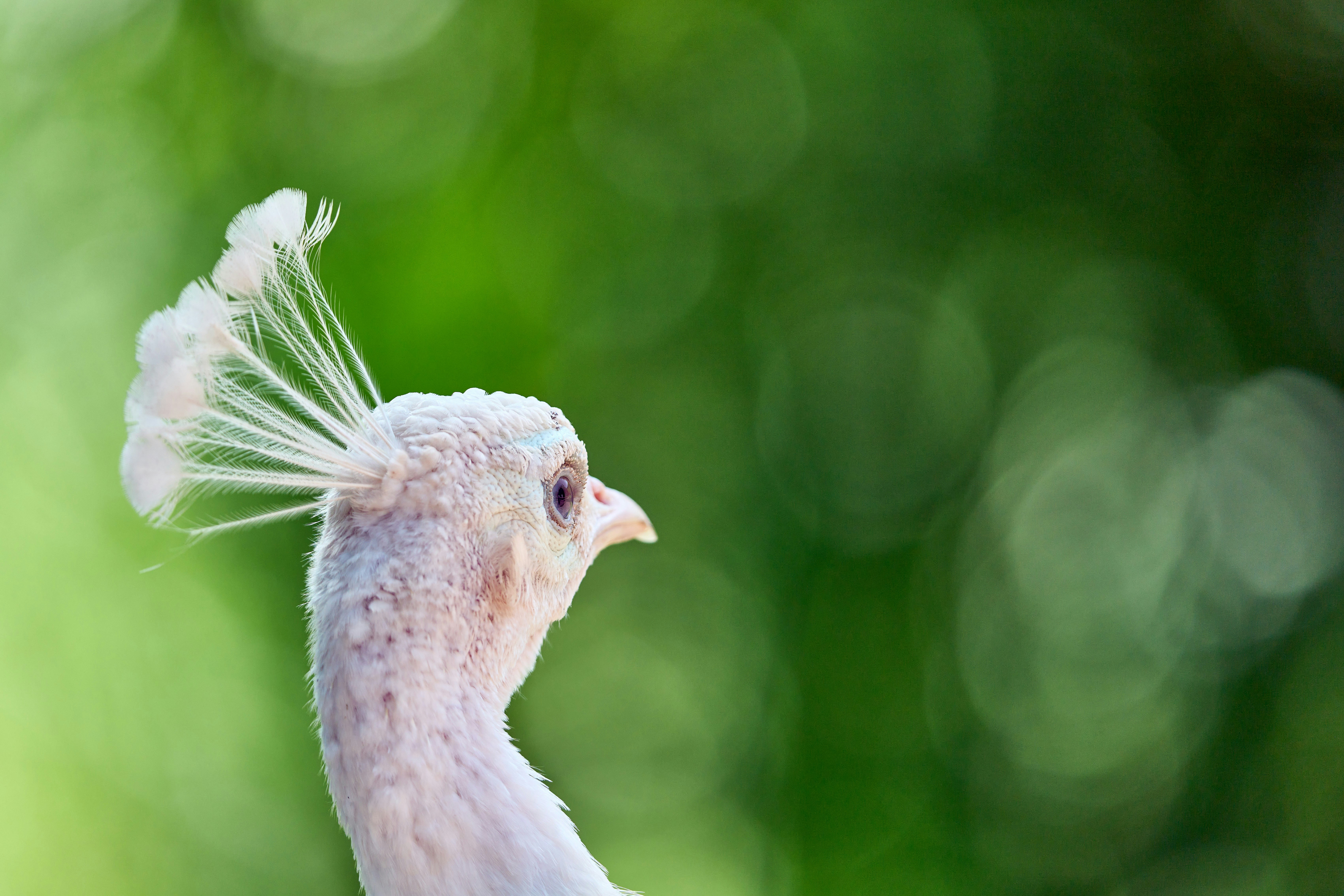 Close-up of a peacock's head showcasing its delicate crest against a blurred green background.