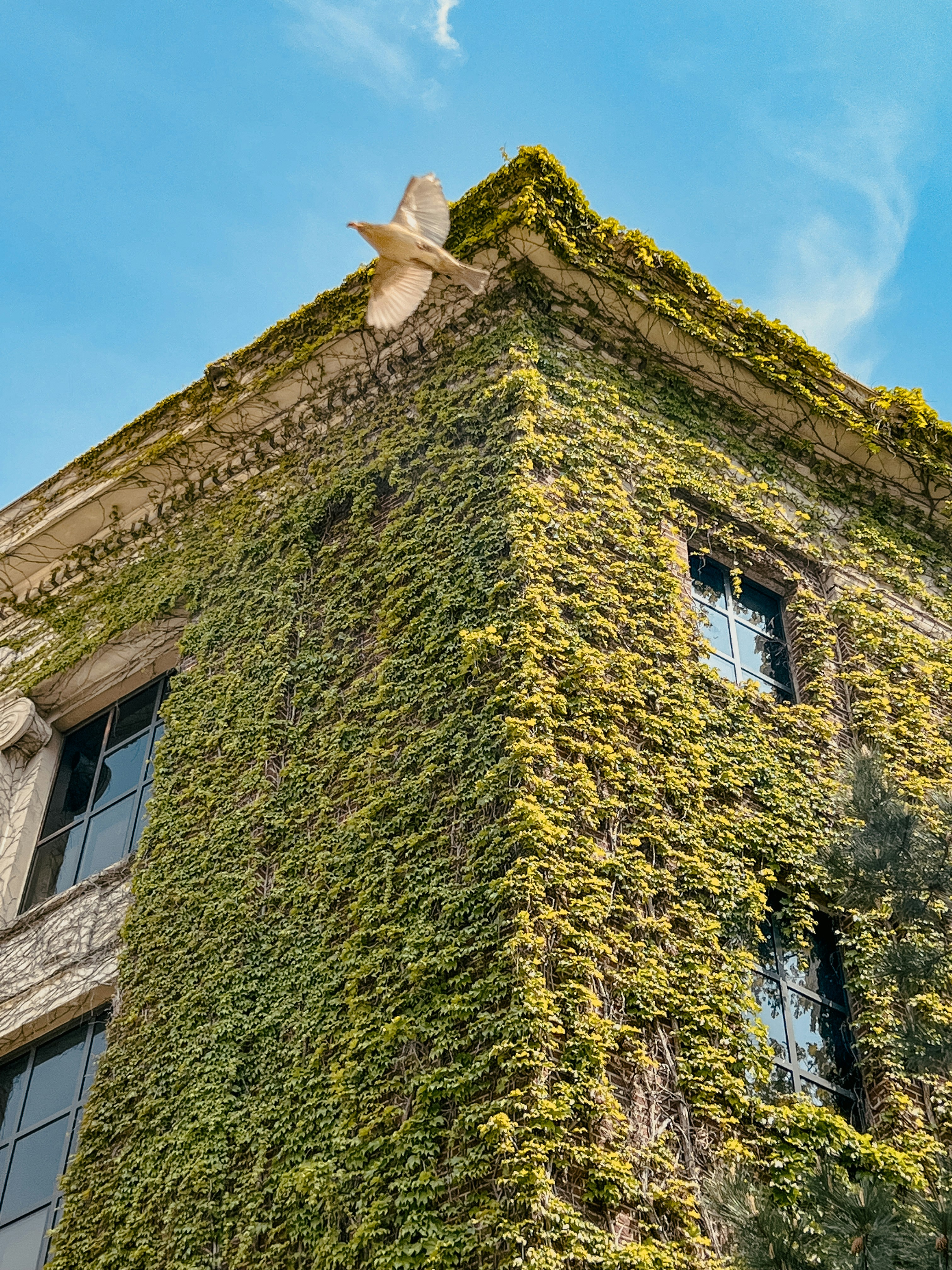A historic building draped in vibrant green ivy under a clear blue sky, with a bird in flight adding a dynamic element to the scene.