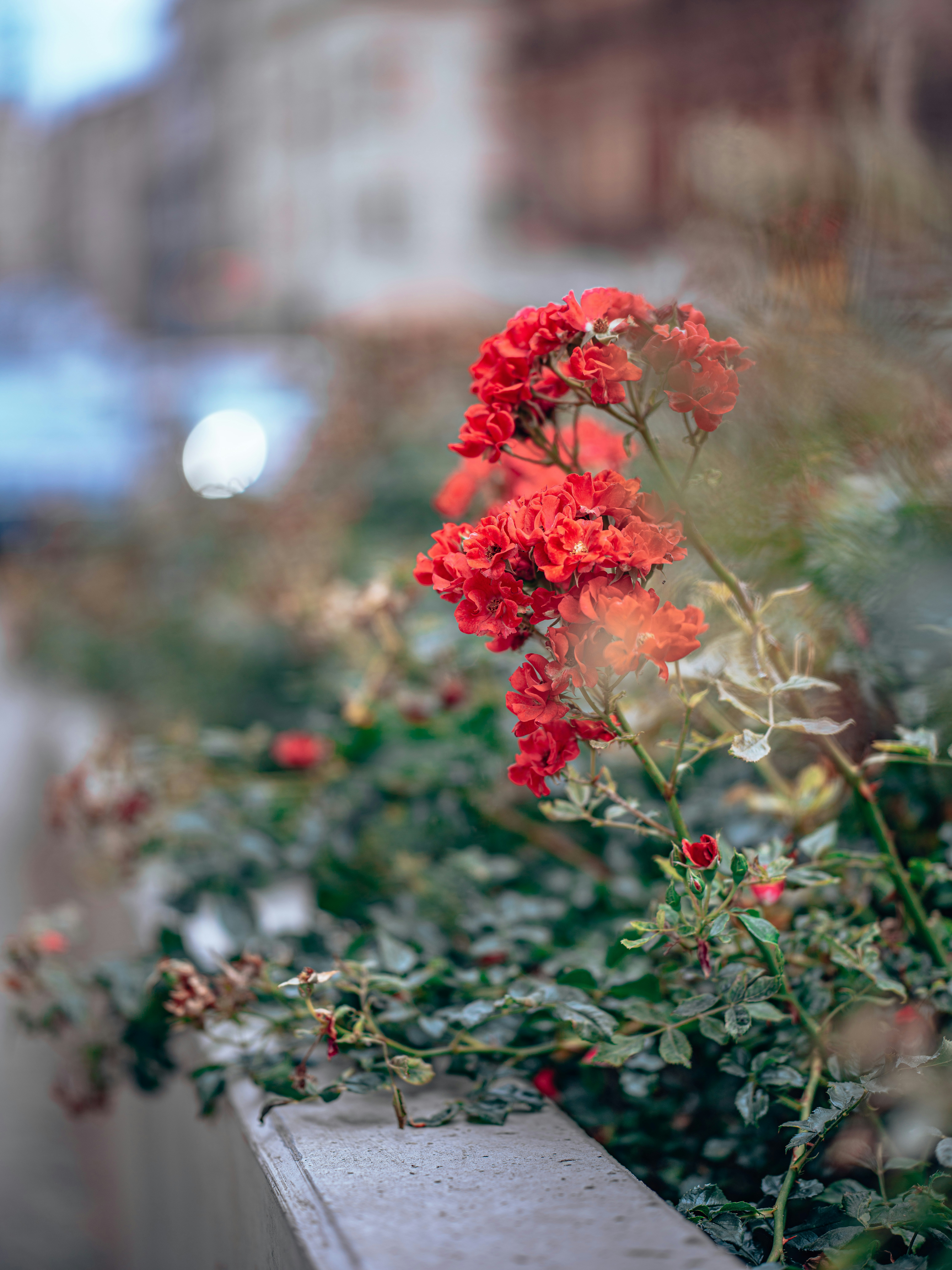 Bright red flowers bloom against a soft-focus urban backdrop, highlighting the contrast between nature and city life.