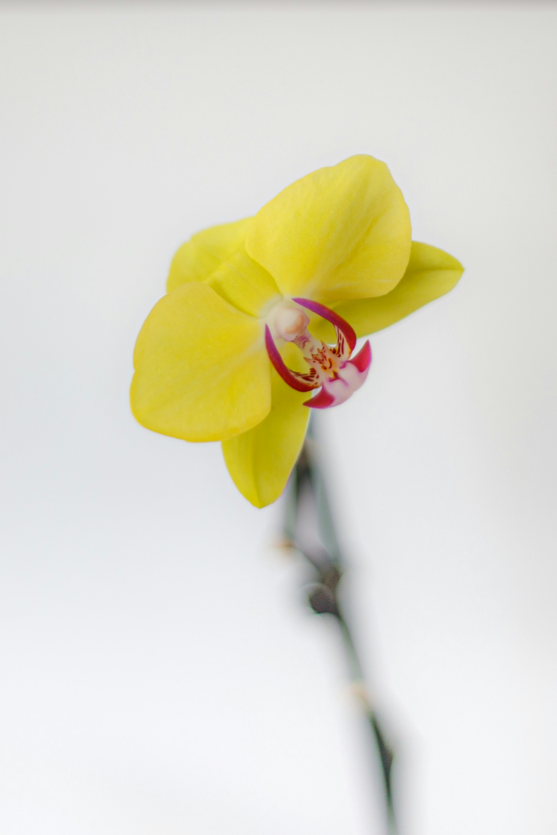 Solitary Orchid in Soft Focus