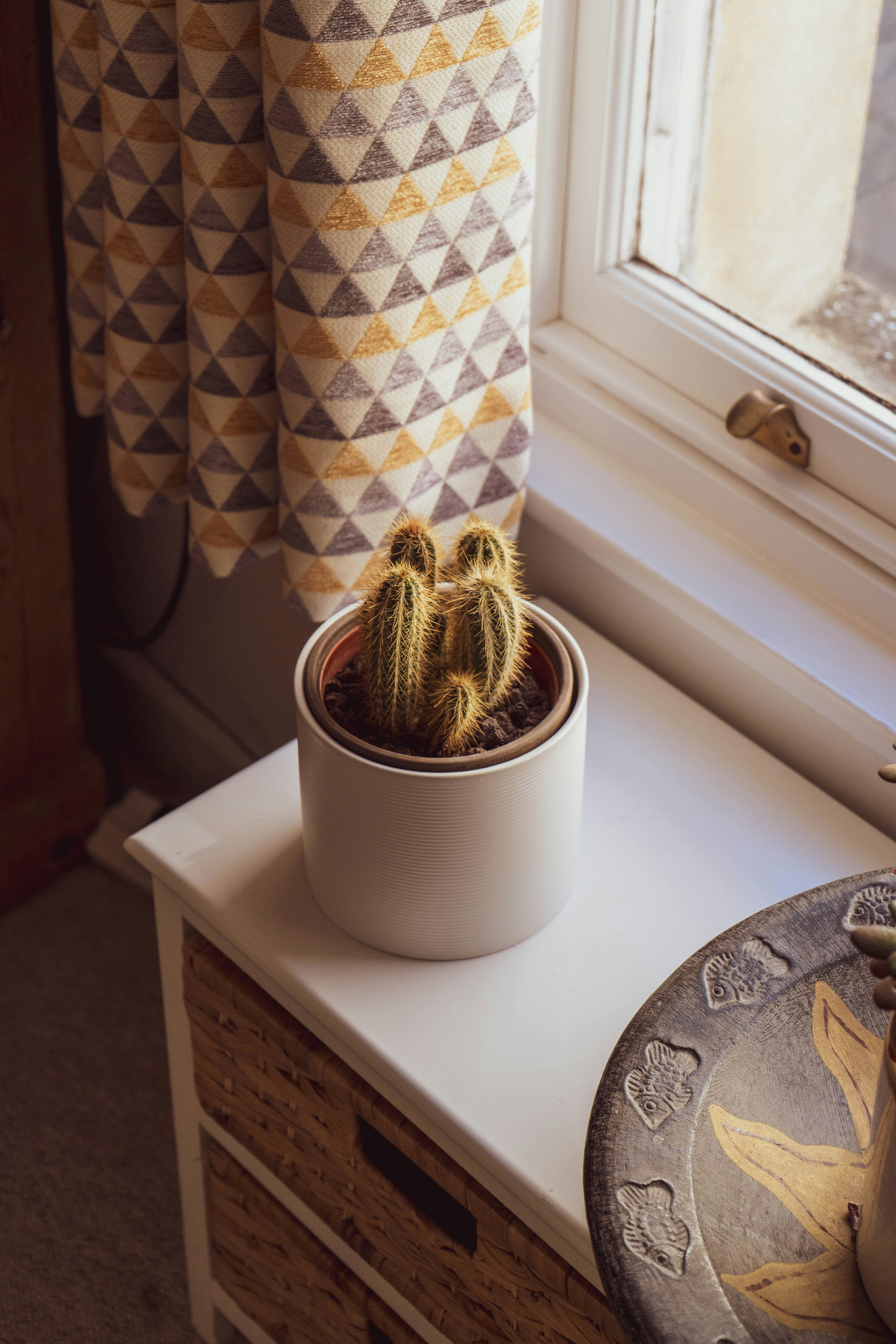 Cactus by the Sunlit Sill: Quiet Green Against a Geometric Curtain