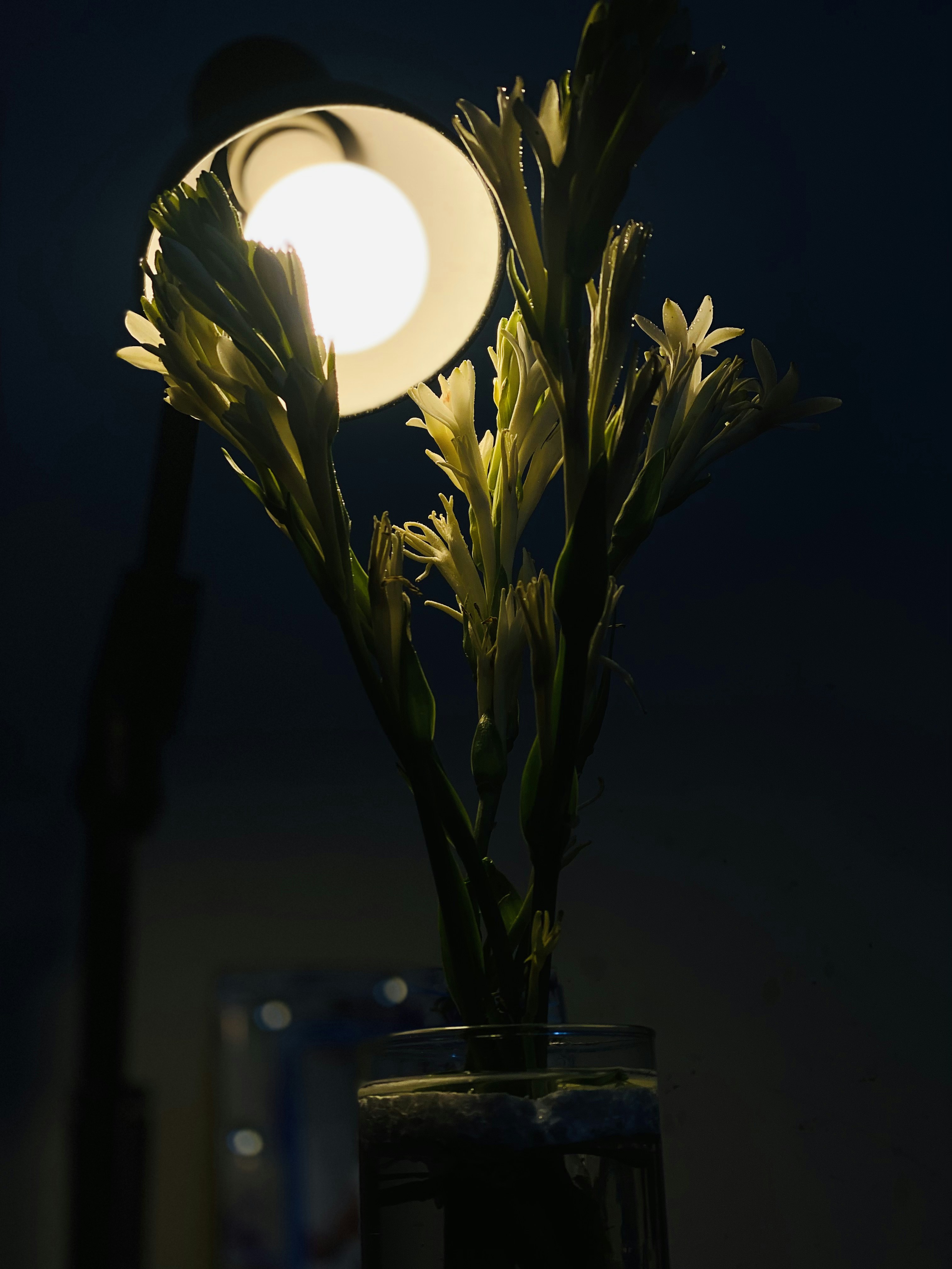 Midnight Glow: White Blooms Bathed in a Single Studio Lamp