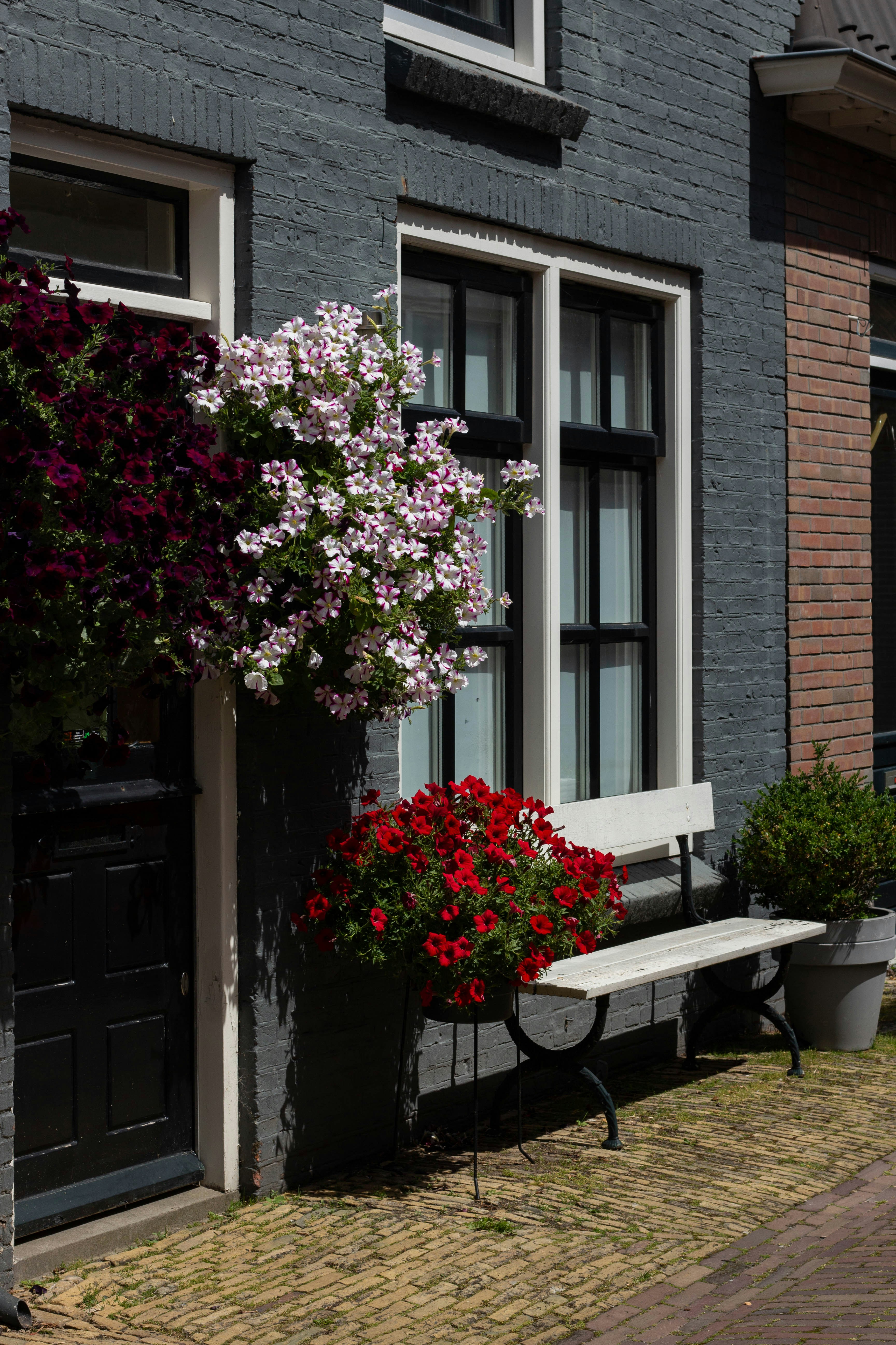Flowering bloom frames the doorway of a quiet street