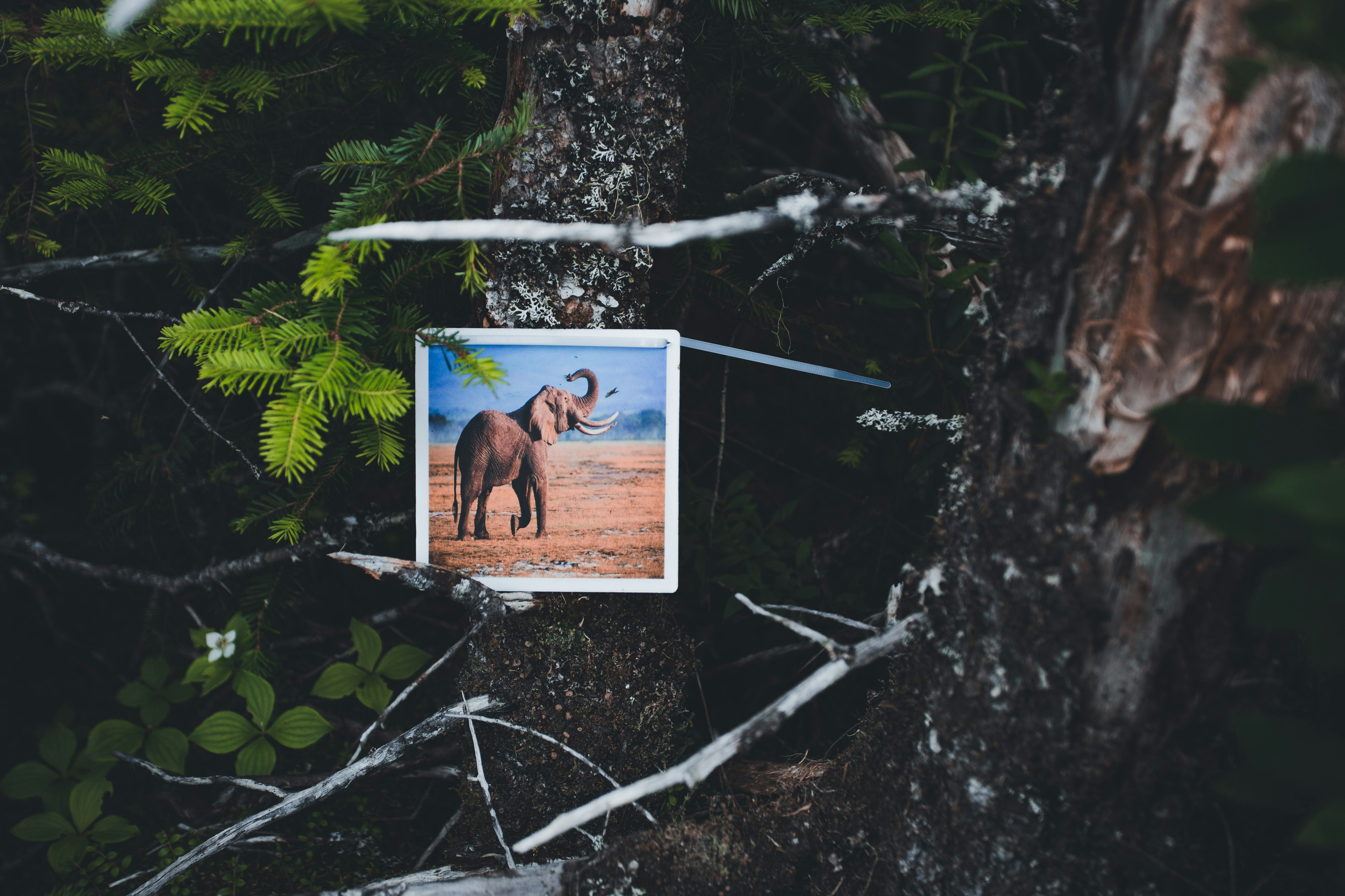 Elephant in a Bark Frame: A Tiny Forest Portrait Suspended on a Trunk
