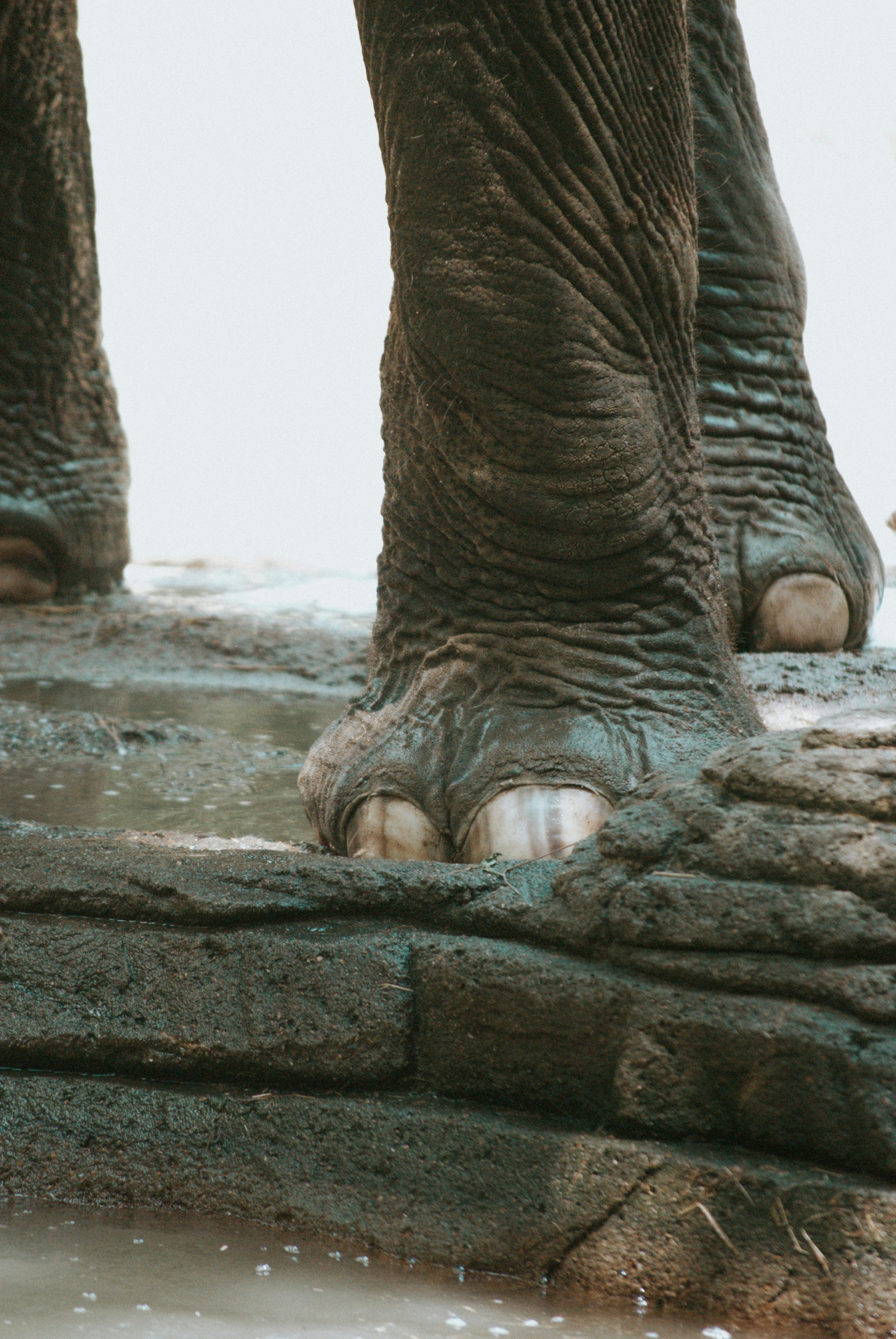 Elephant's feet resting on a rocky surface near water, showcasing textured skin and natural habitat.