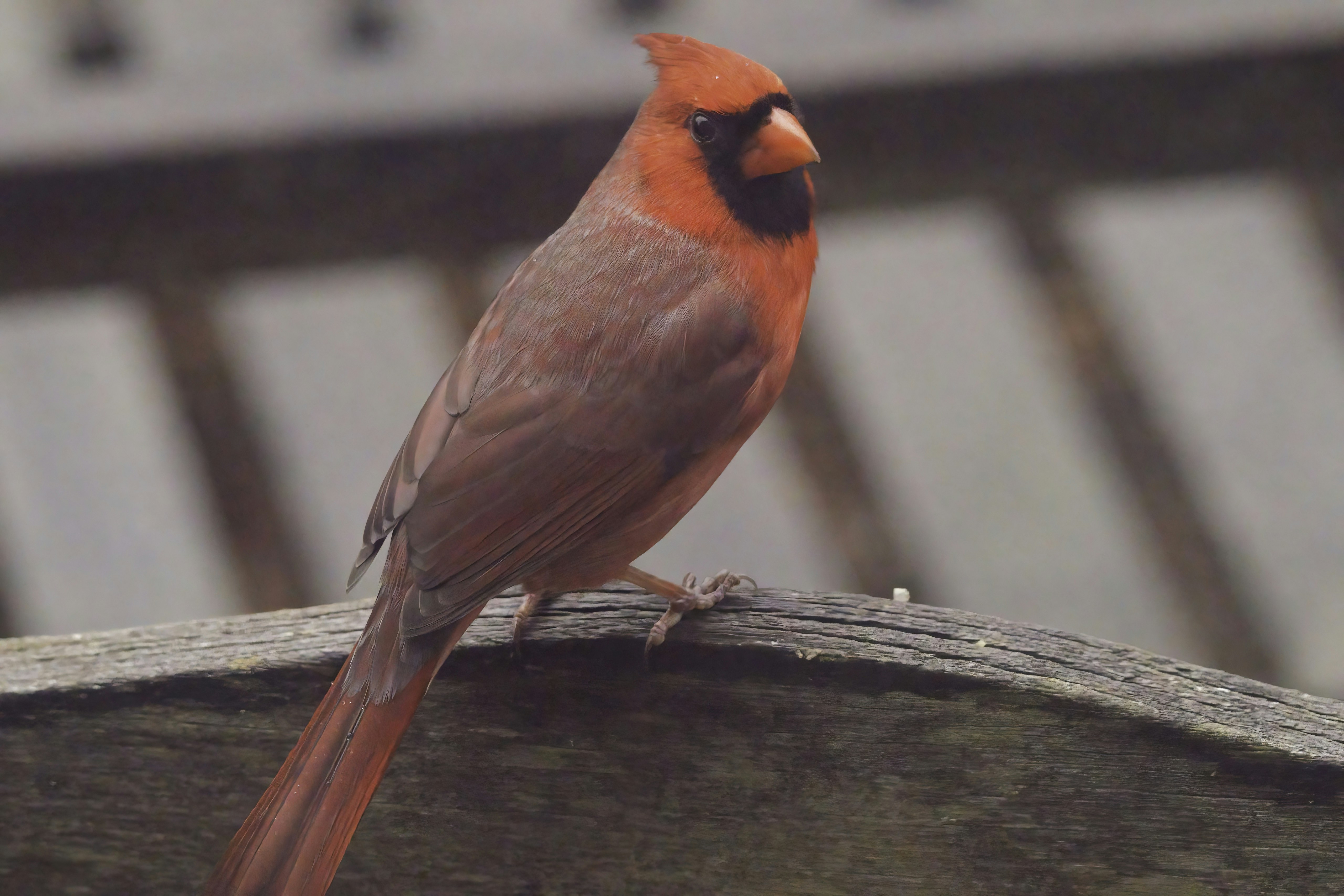 A Cardinal in the park