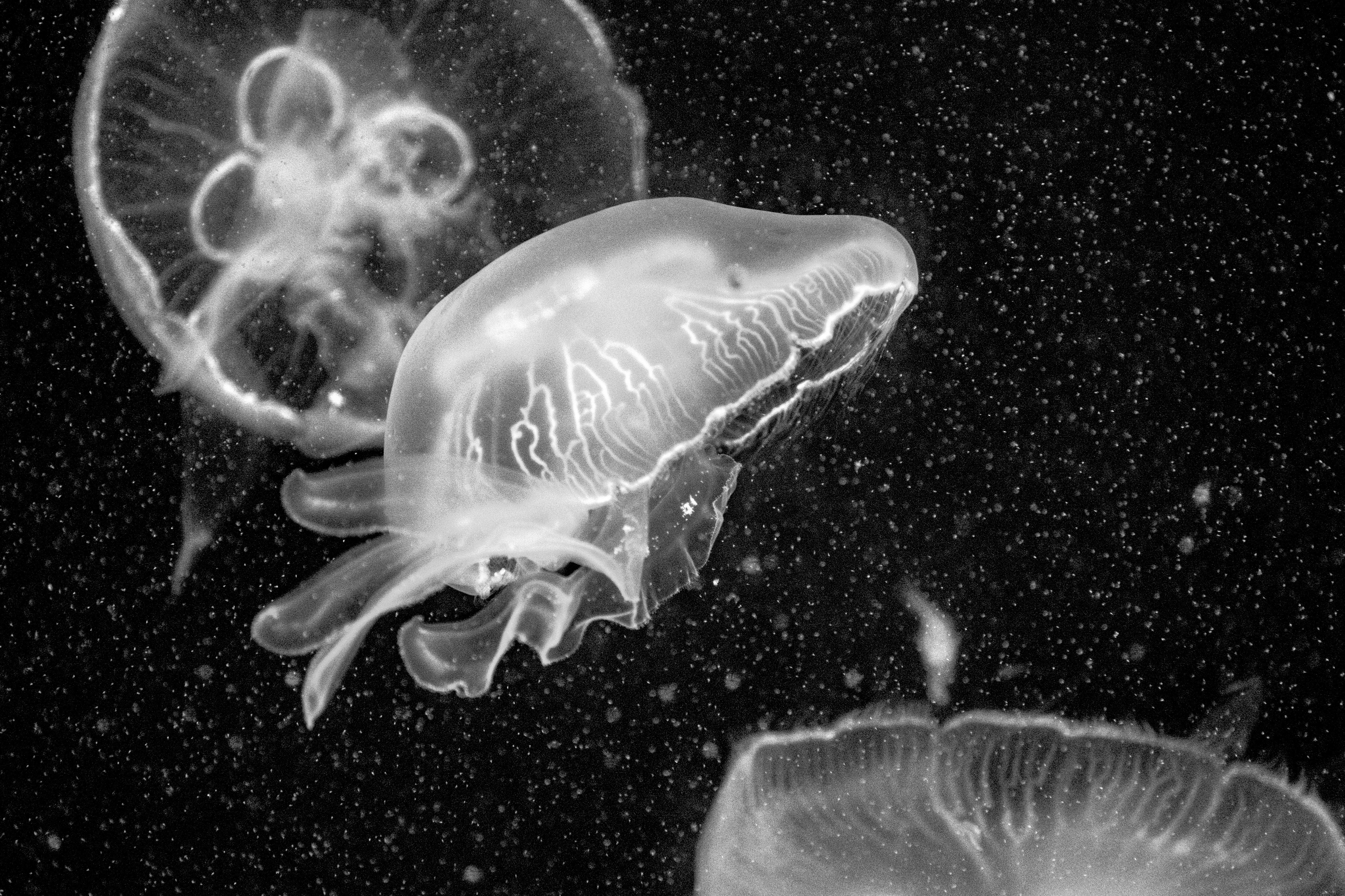 A group of jellyfish photo – Free Animal Image on Unsplash