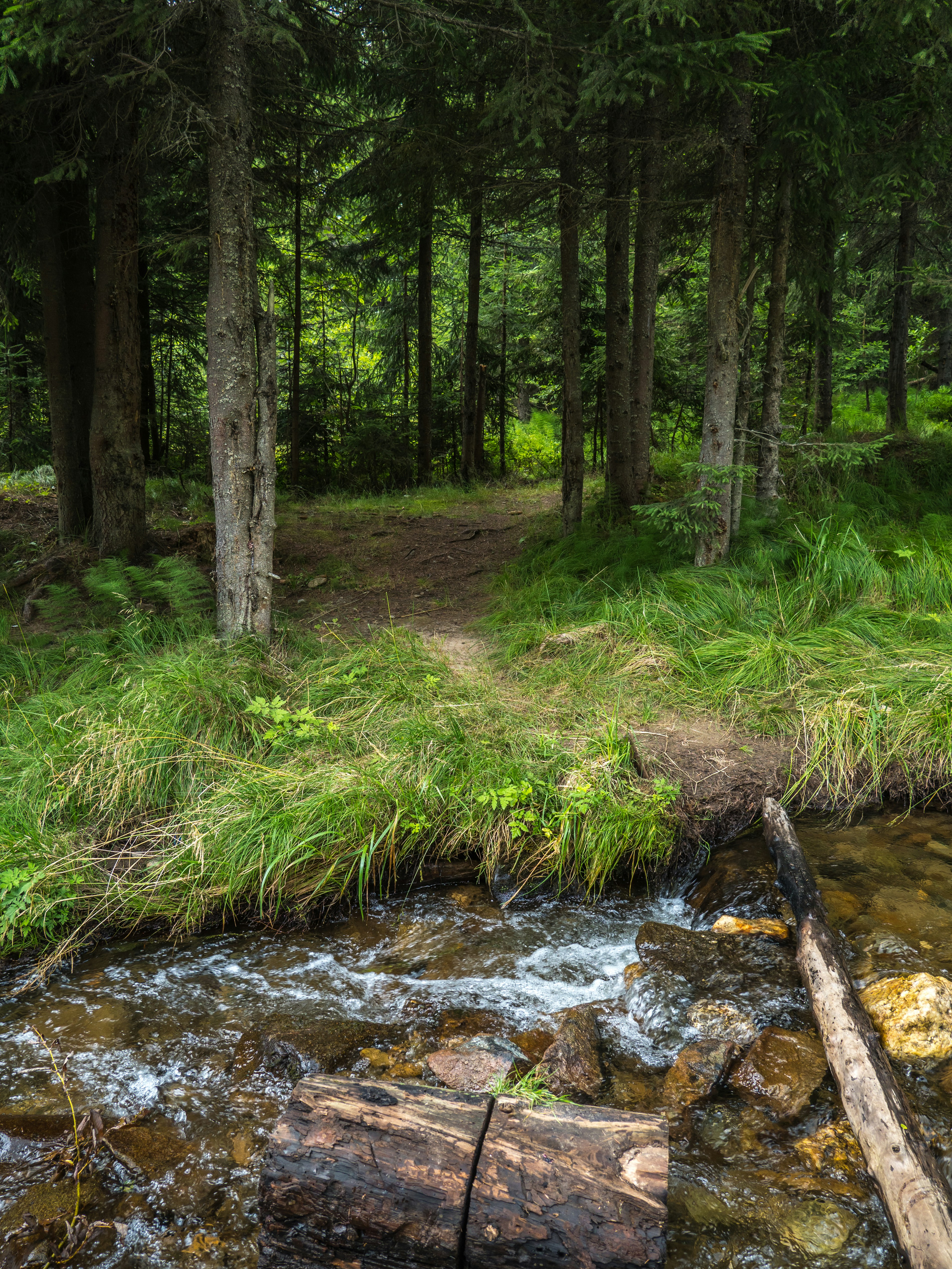 A stream in a forest photo – Free Green Image on Unsplash