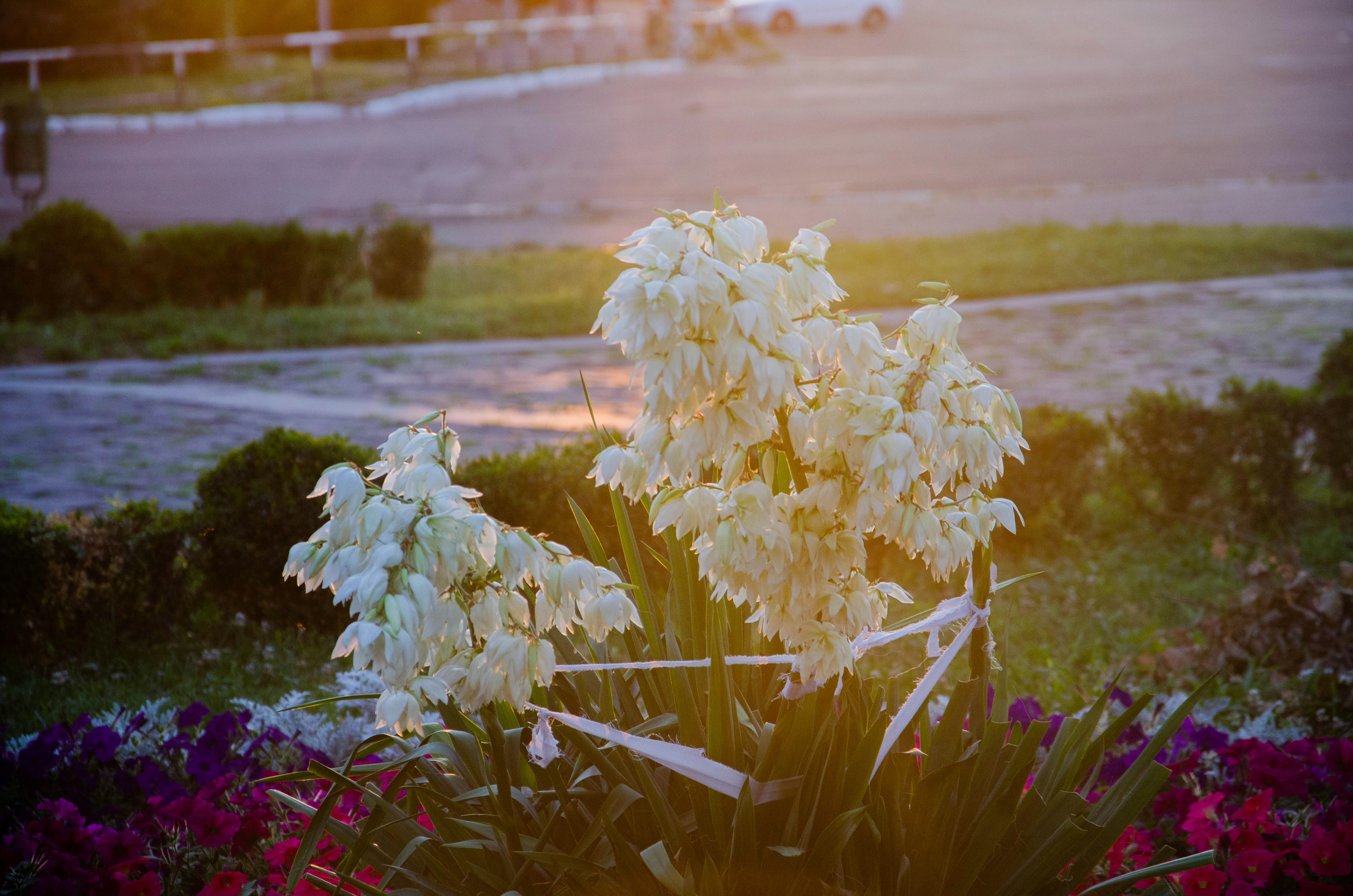 Ivory Bloom Spires Bathed in Sunset Over a Quiet Garden Bed