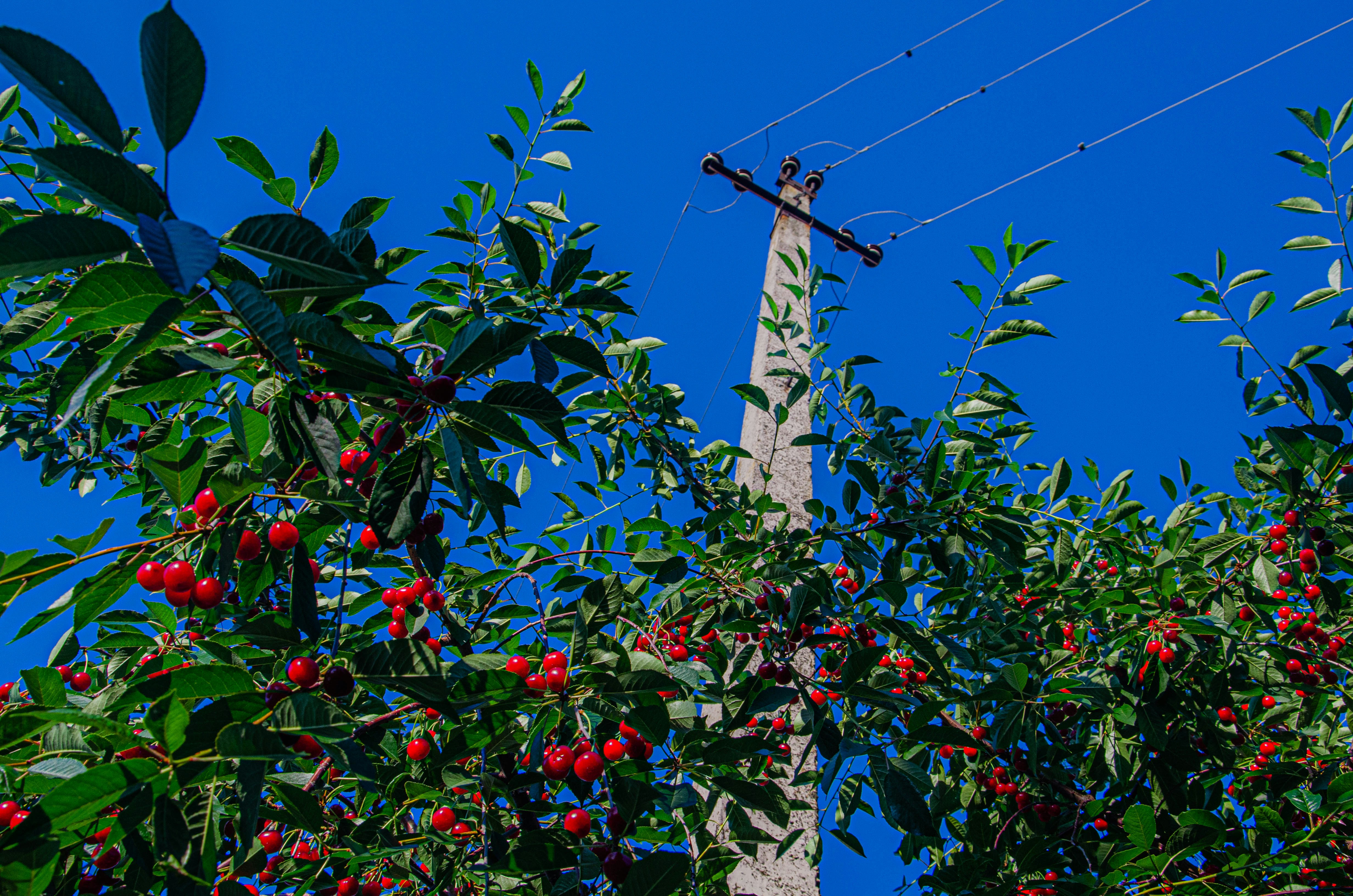 Vibrant cherry tree branches laden with ripe fruit, juxtaposed against a clear blue sky and a utility pole.