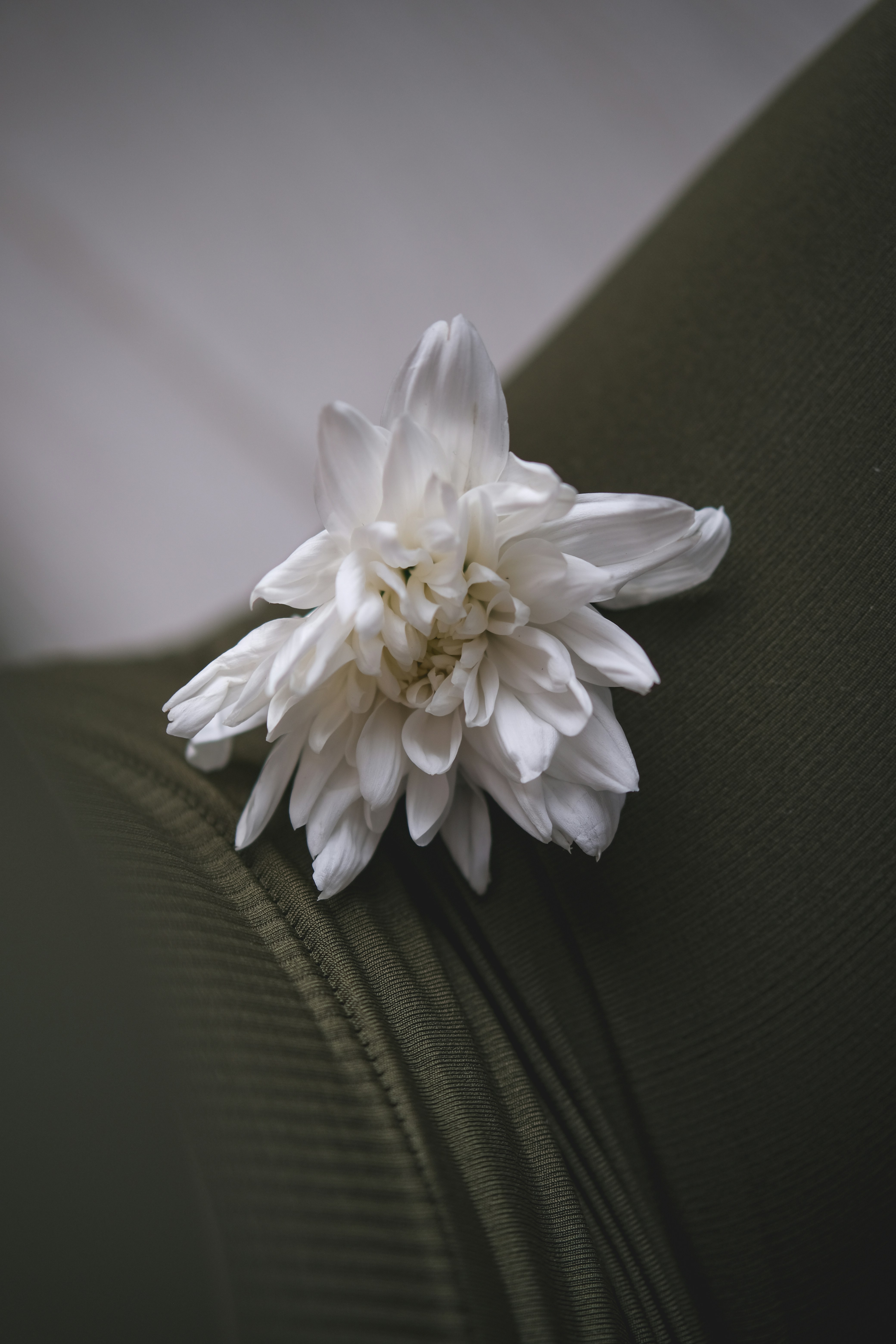White Chrysanthemum on Olive Knit: A Quiet Macro Moment