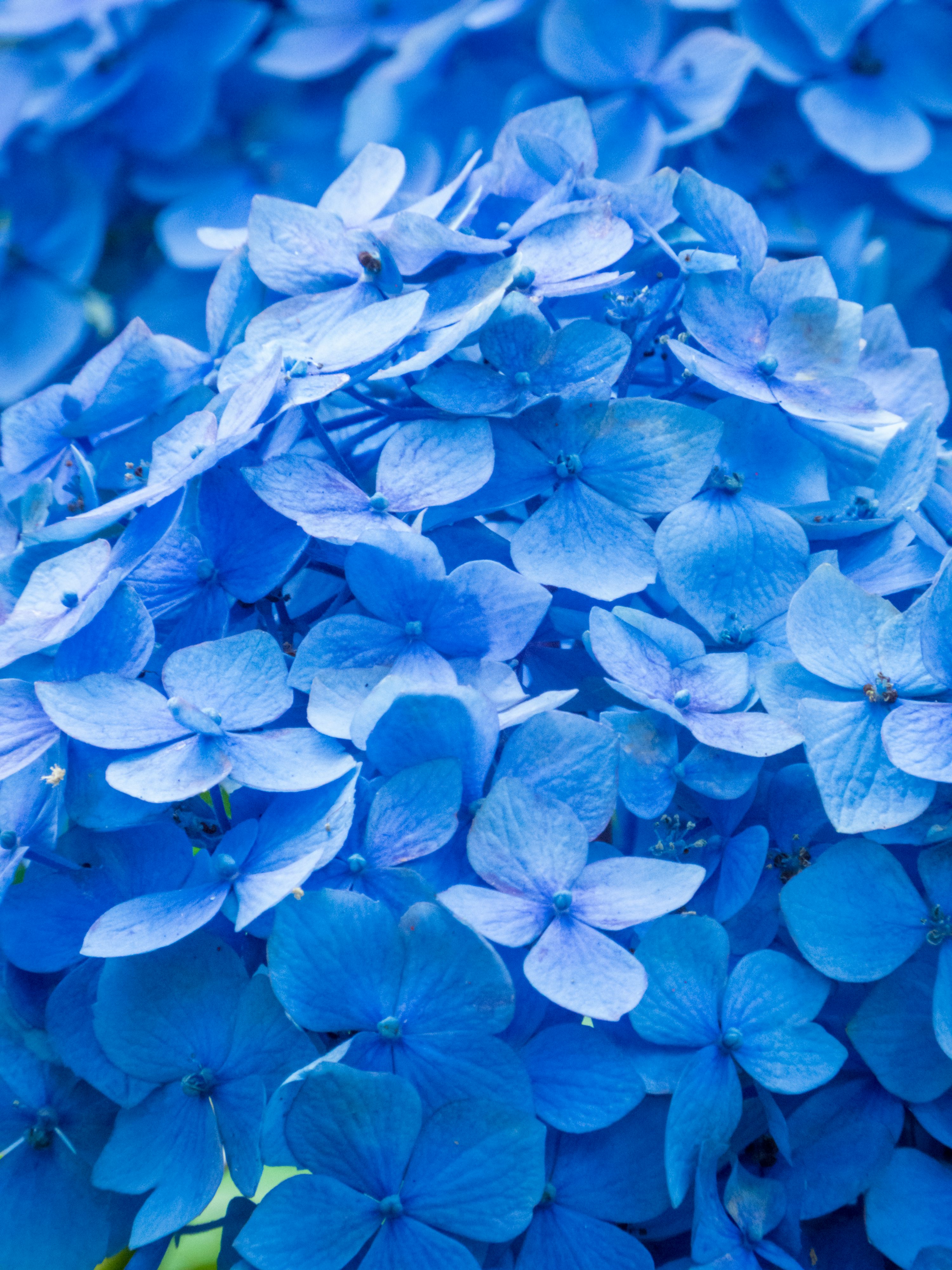 Un gros plan de fleurs bleues photo – Image gratuite de Bleu sur Unsplash Un gros plan de fleurs bleues photo – Image gratuite de Bleu sur Unsplash