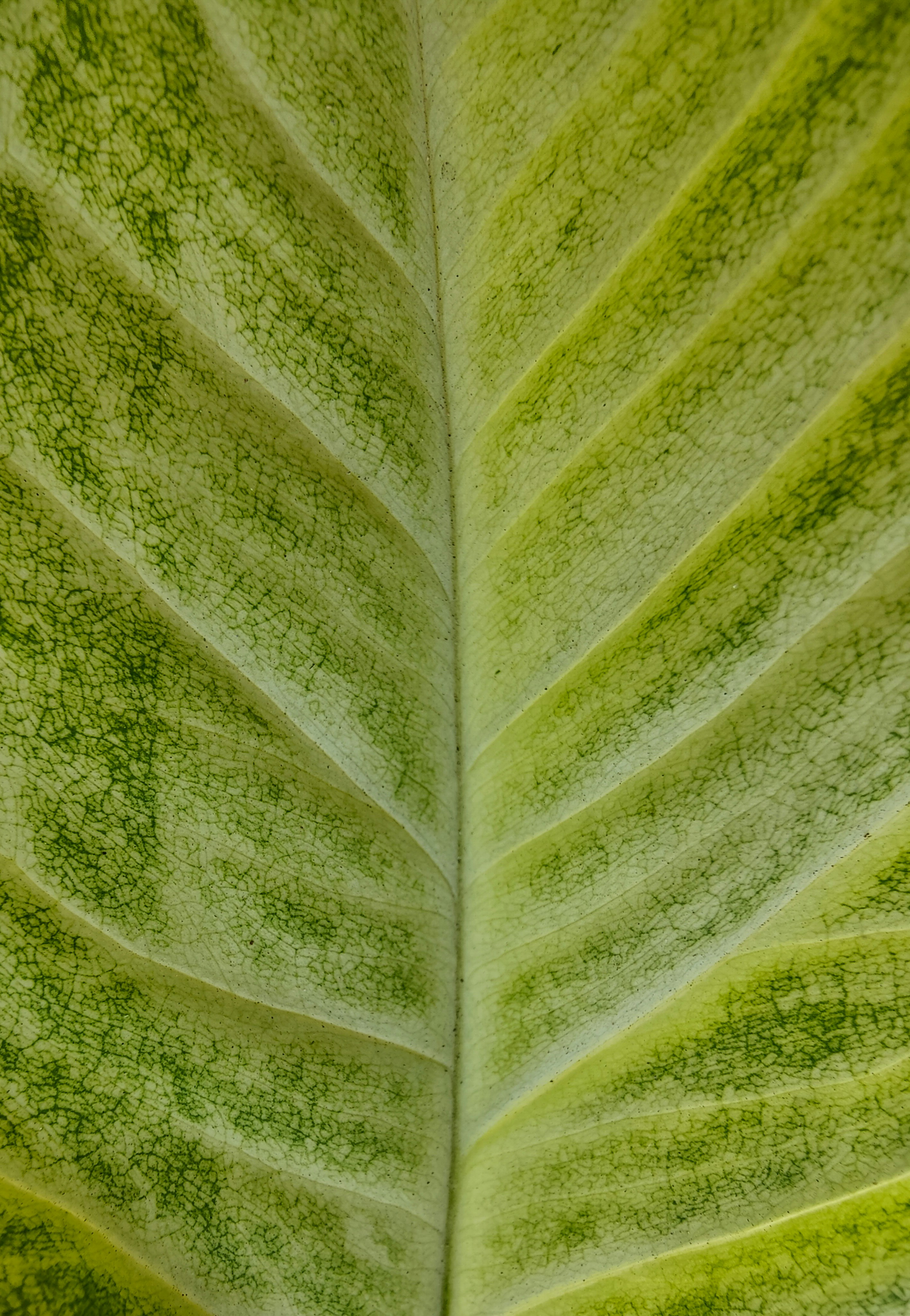 Un gros plan d’un tissu vert photo – Photo Vert Gratuite sur Unsplash