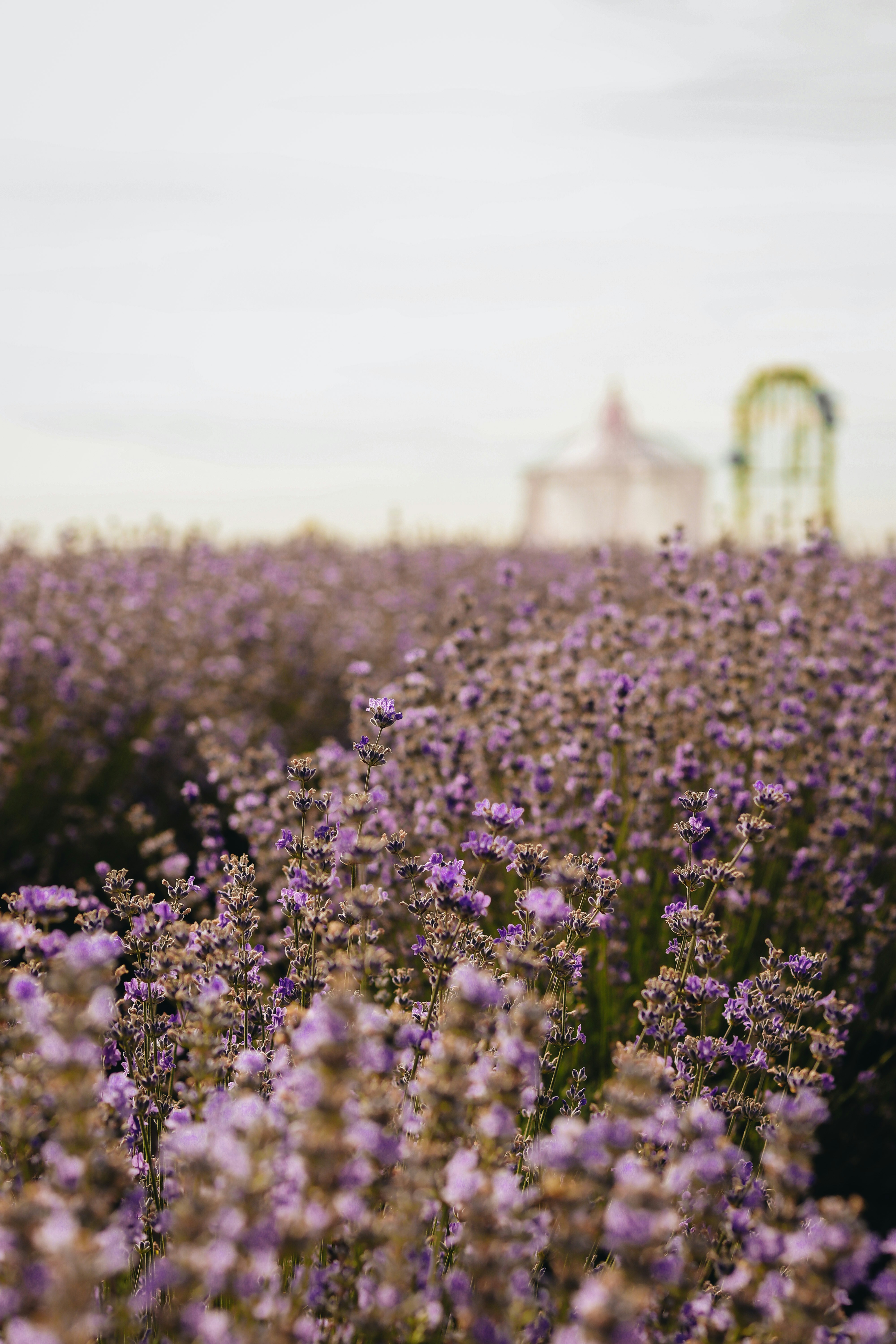 Lavender in Soft Focus: A Quiet Bloom Beneath a Distant Arch