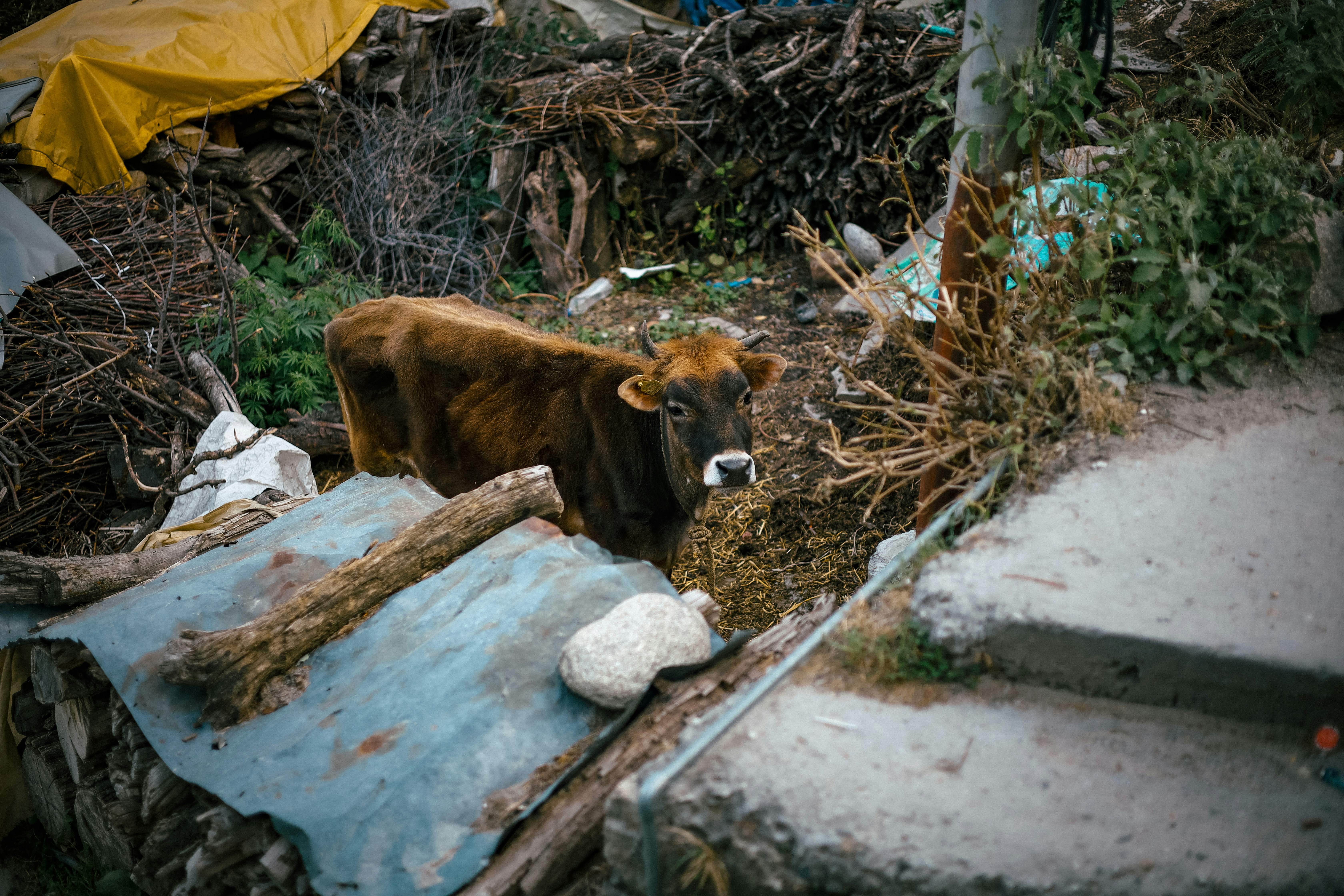 Curious Cow in a Quirky Urban Patch