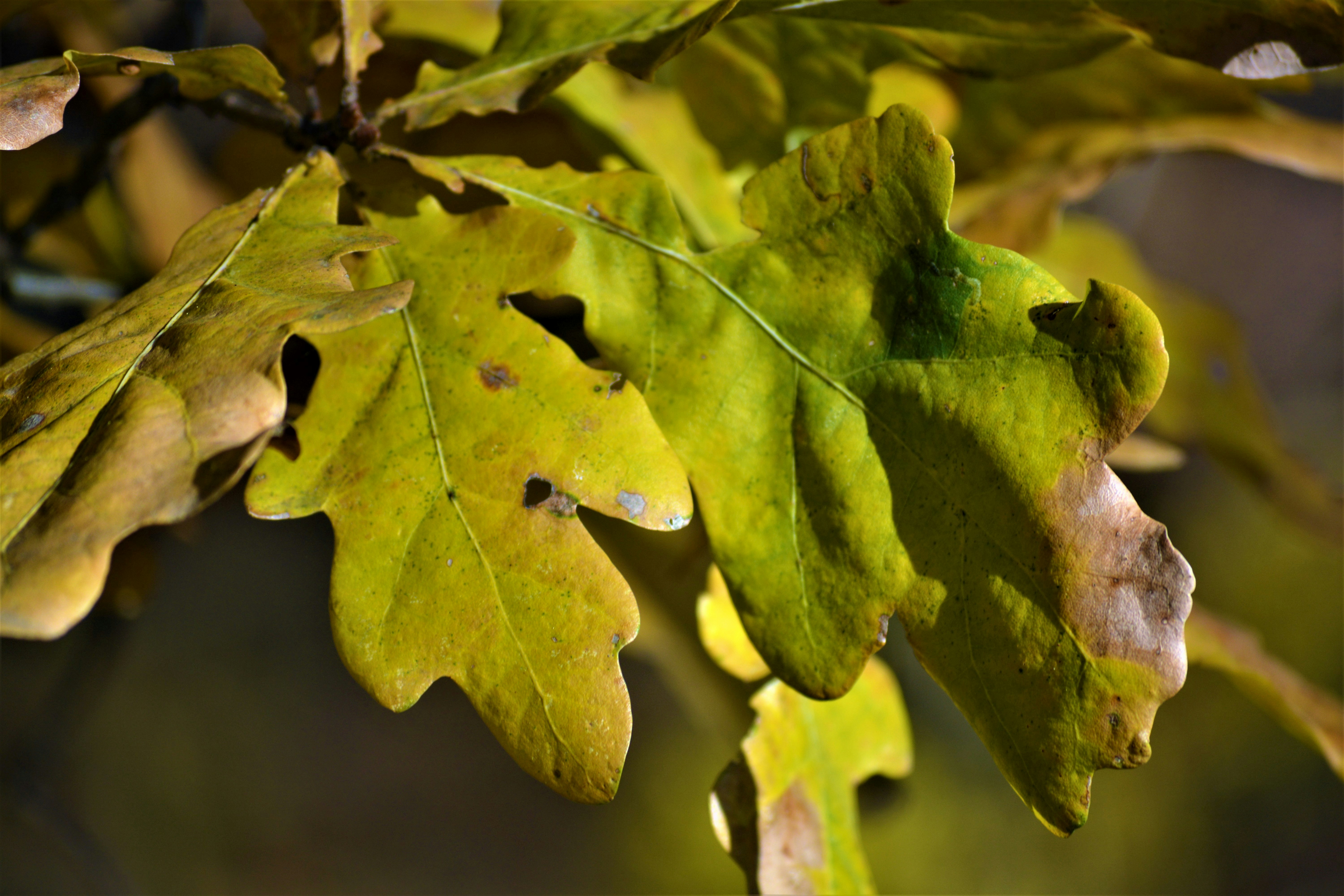 Sunlit Oak Leaves in Autumn: A Close-Up of Green-Gold Texture