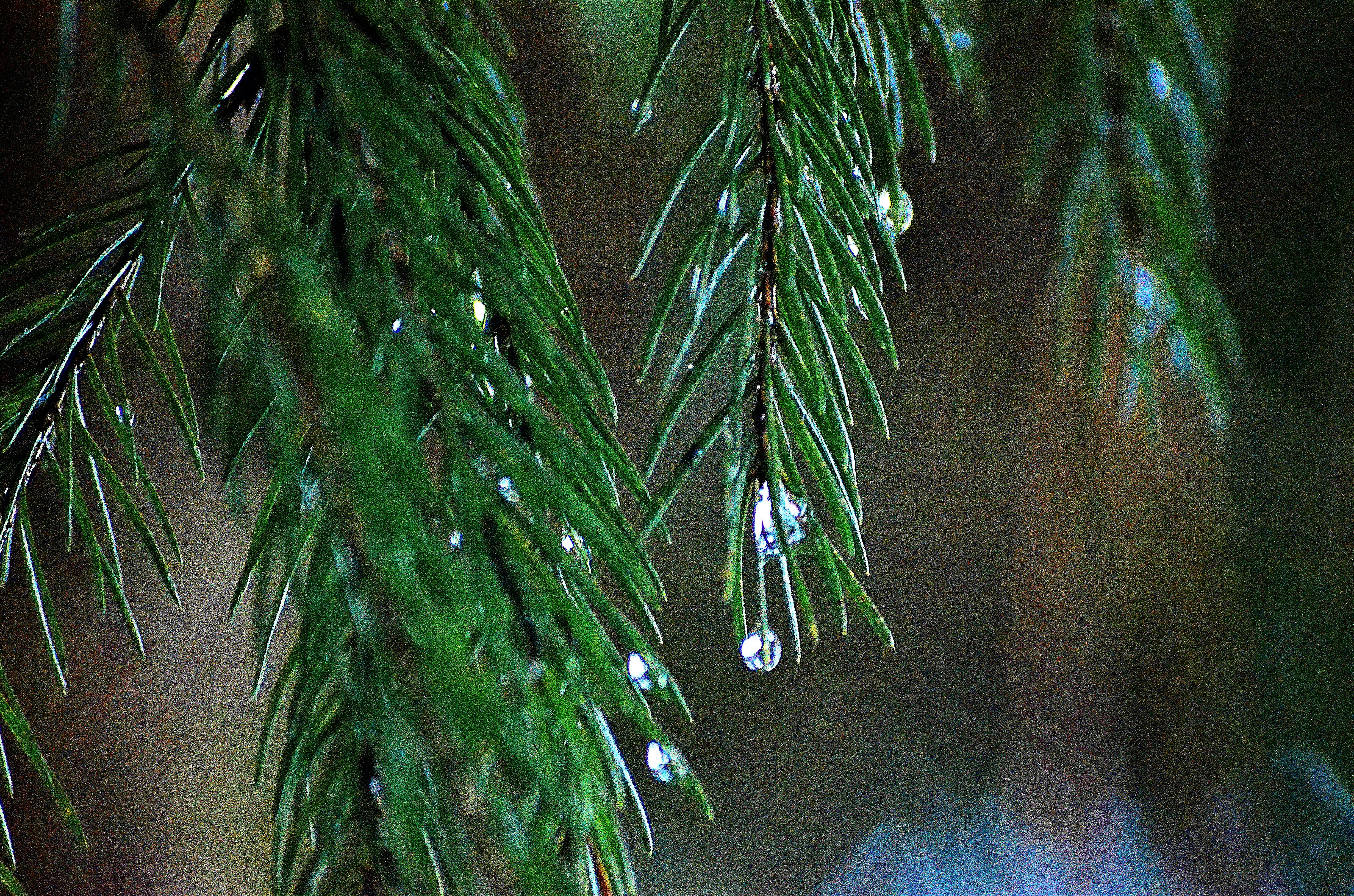 Crystal Dew on Pine Needles: A Quiet Macro Moment