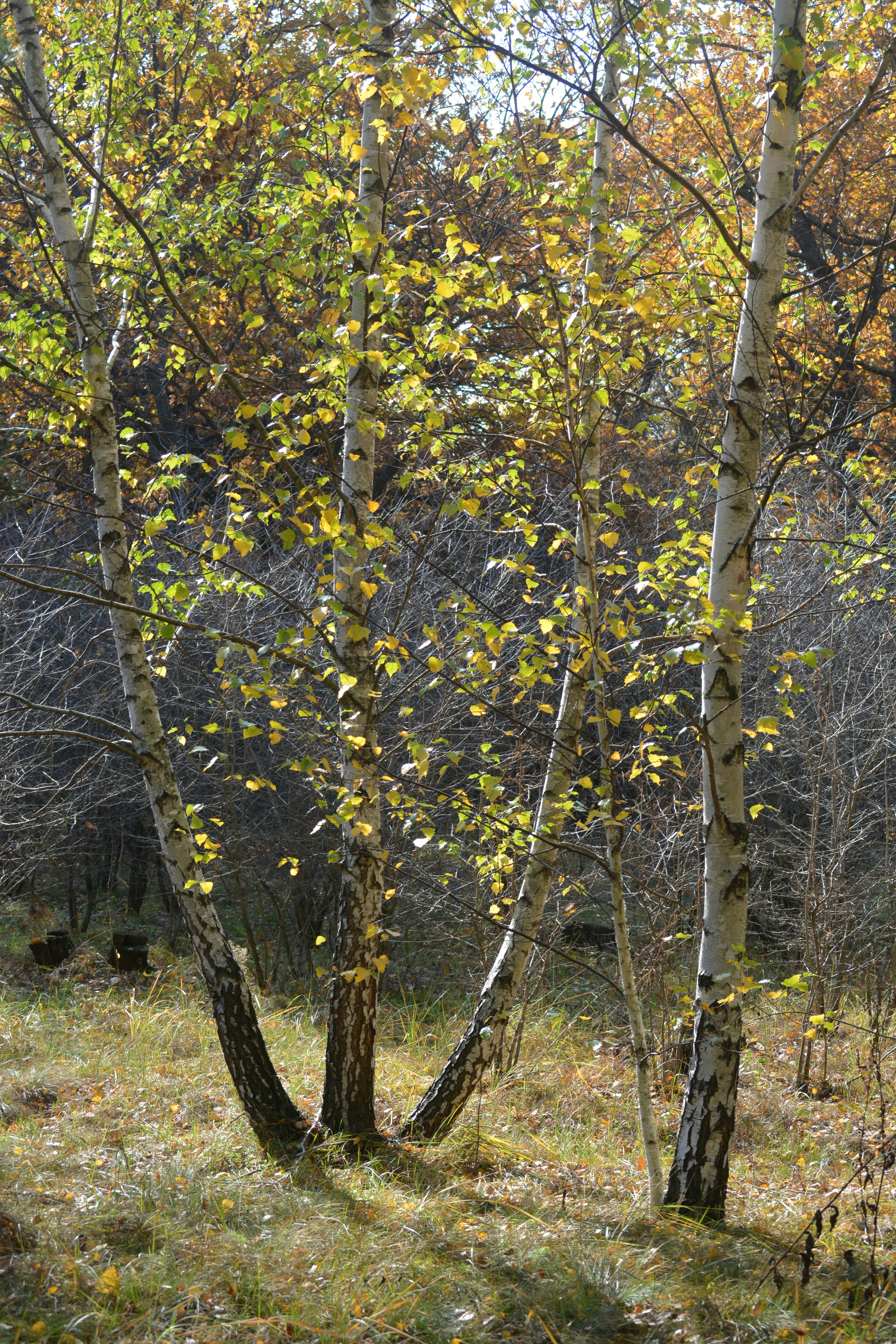 Three slender birch trees adorned with golden leaves stand amidst a backdrop of autumn foliage. The interplay of light and shadow highlights the seasonal transition.