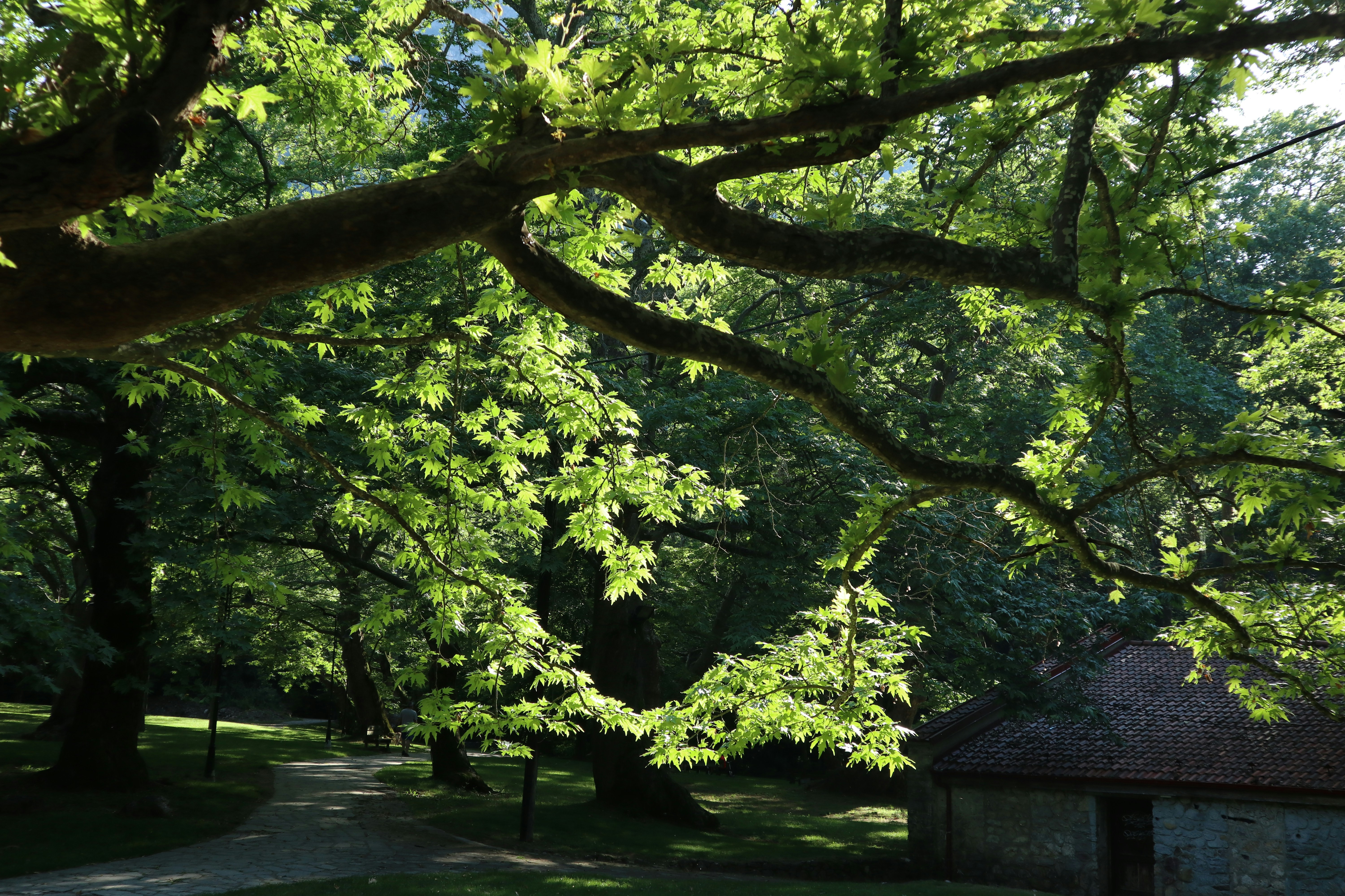 Foto Un árbol con muchas ramas – Imagen Planta gratis en Unsplash