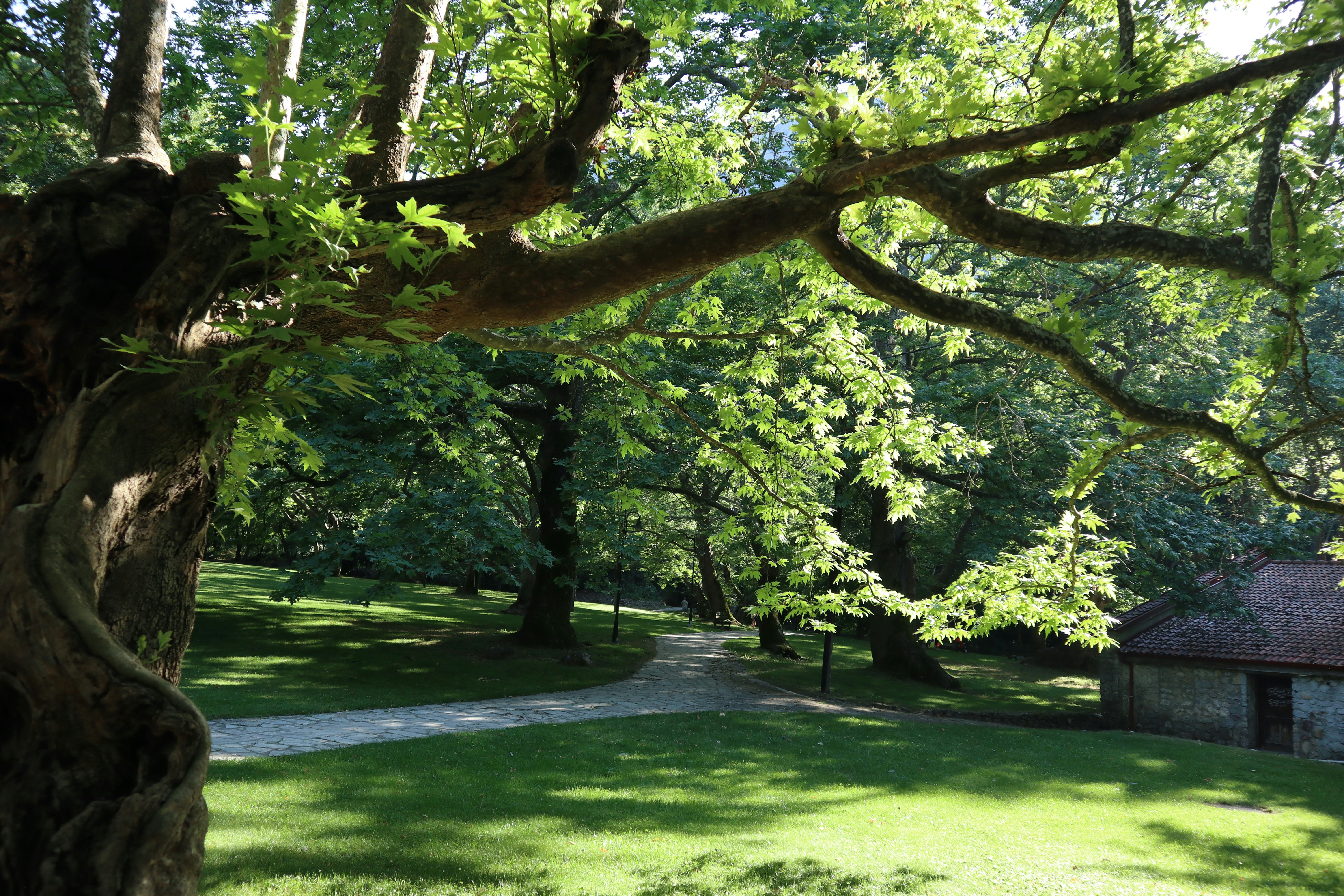 Foto Un árbol con muchas ramas – Imagen Césped gratis en Unsplash