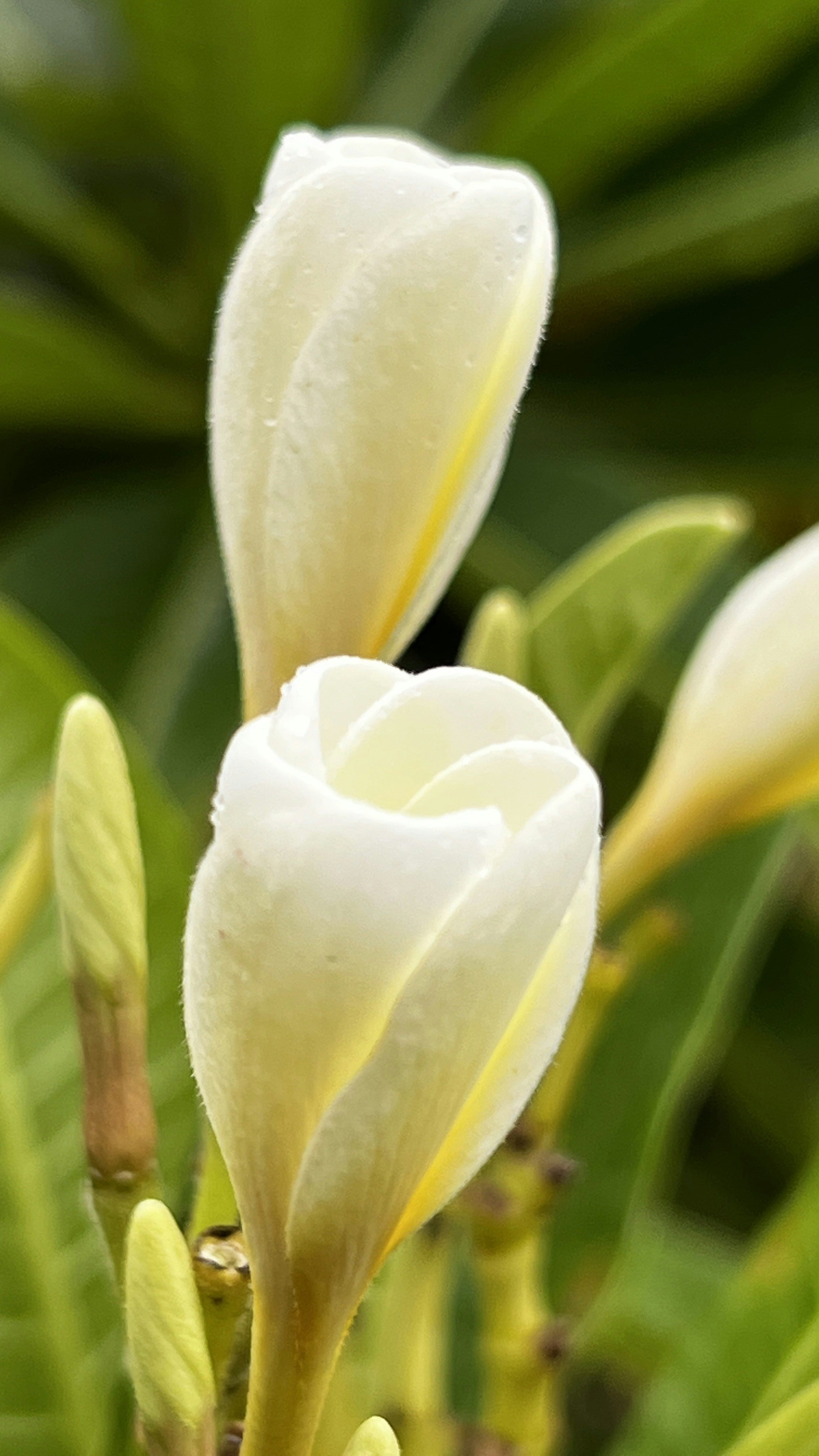 Curved ivory blooms: a close-up of delicate white petals unfurling