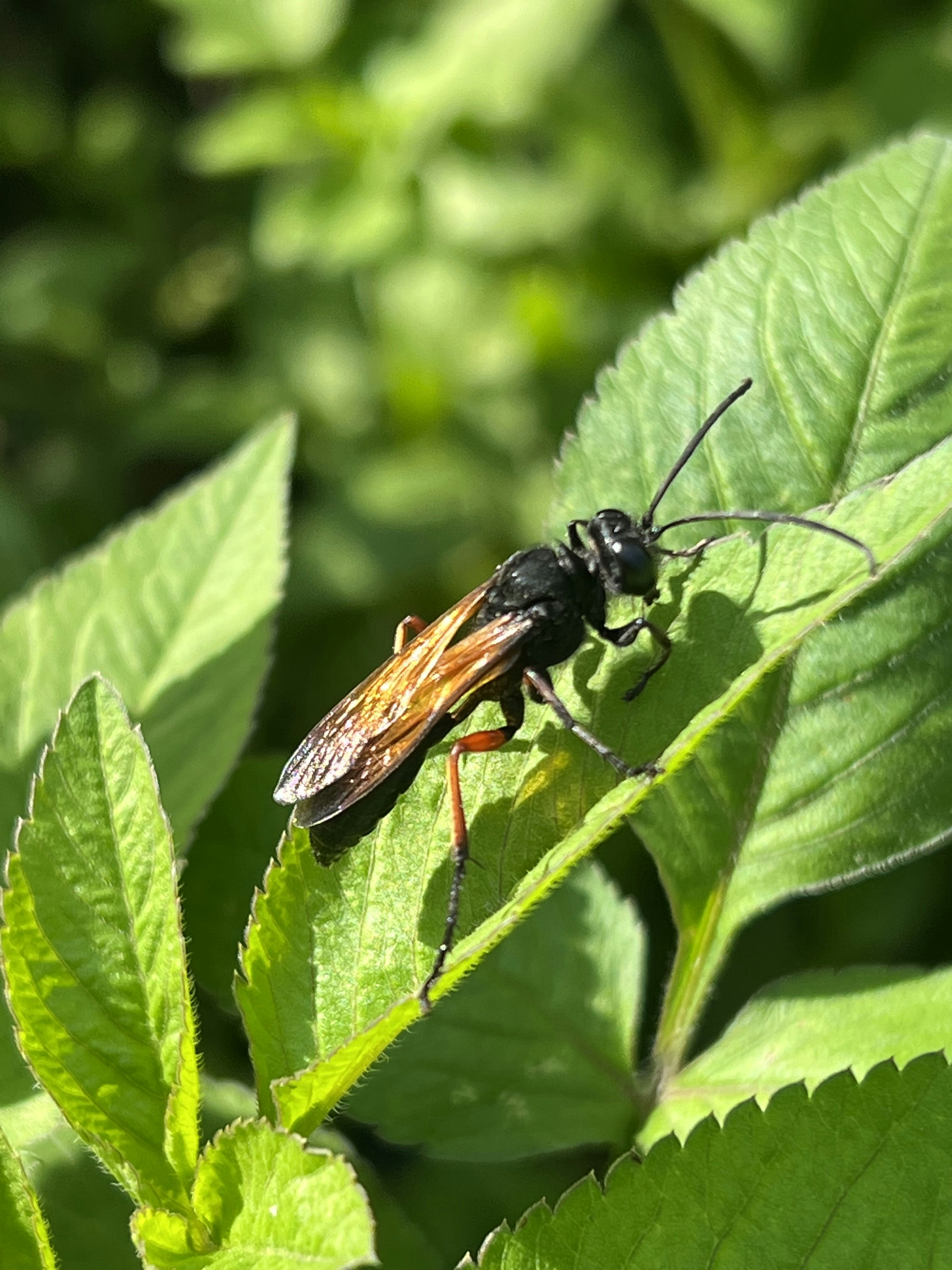 Un insecte noir sur une feuille photo – Photo Insecte Gratuite sur Unsplash
