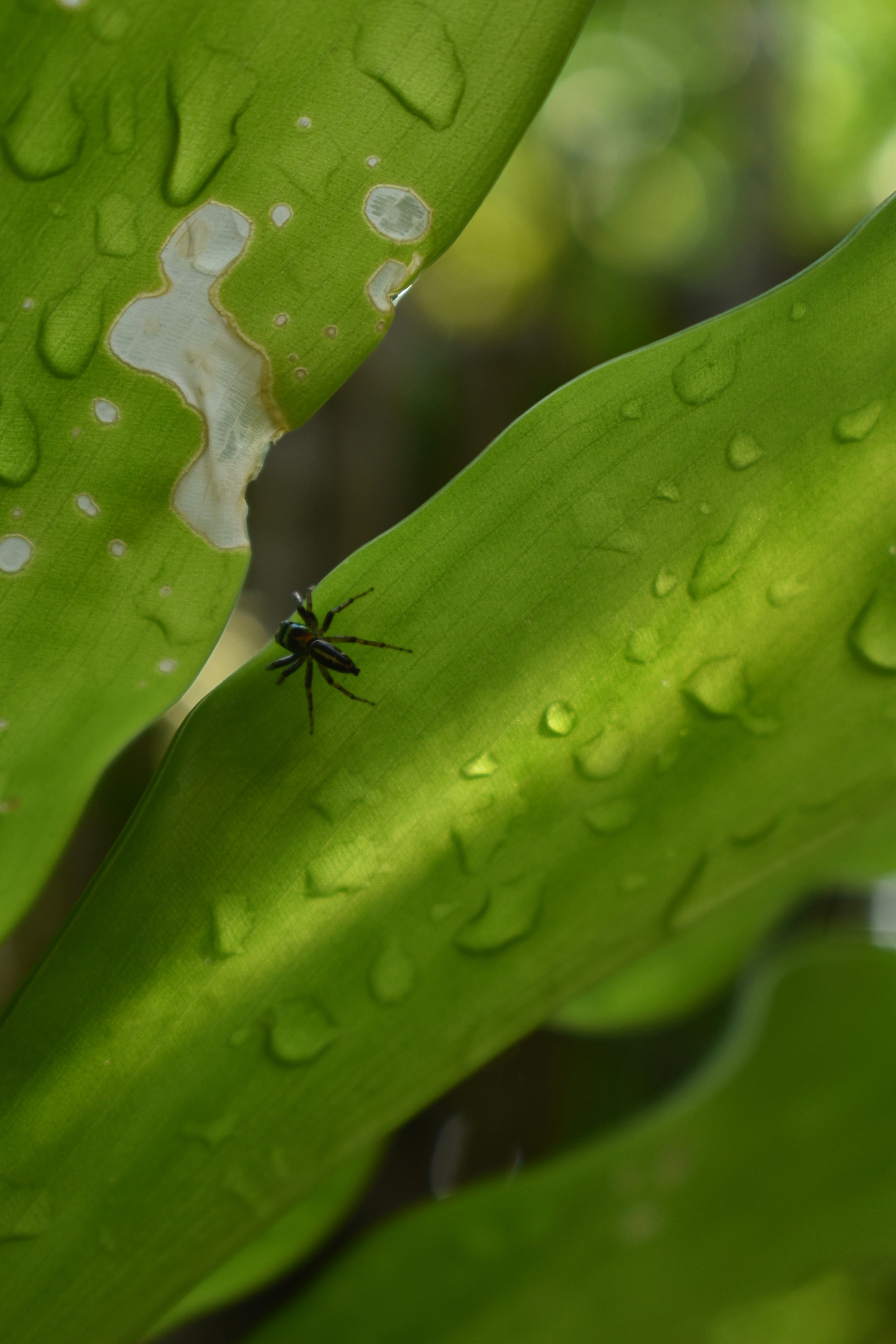 Nature's Tiny Guardian: A Spider on Vibrant Leaves