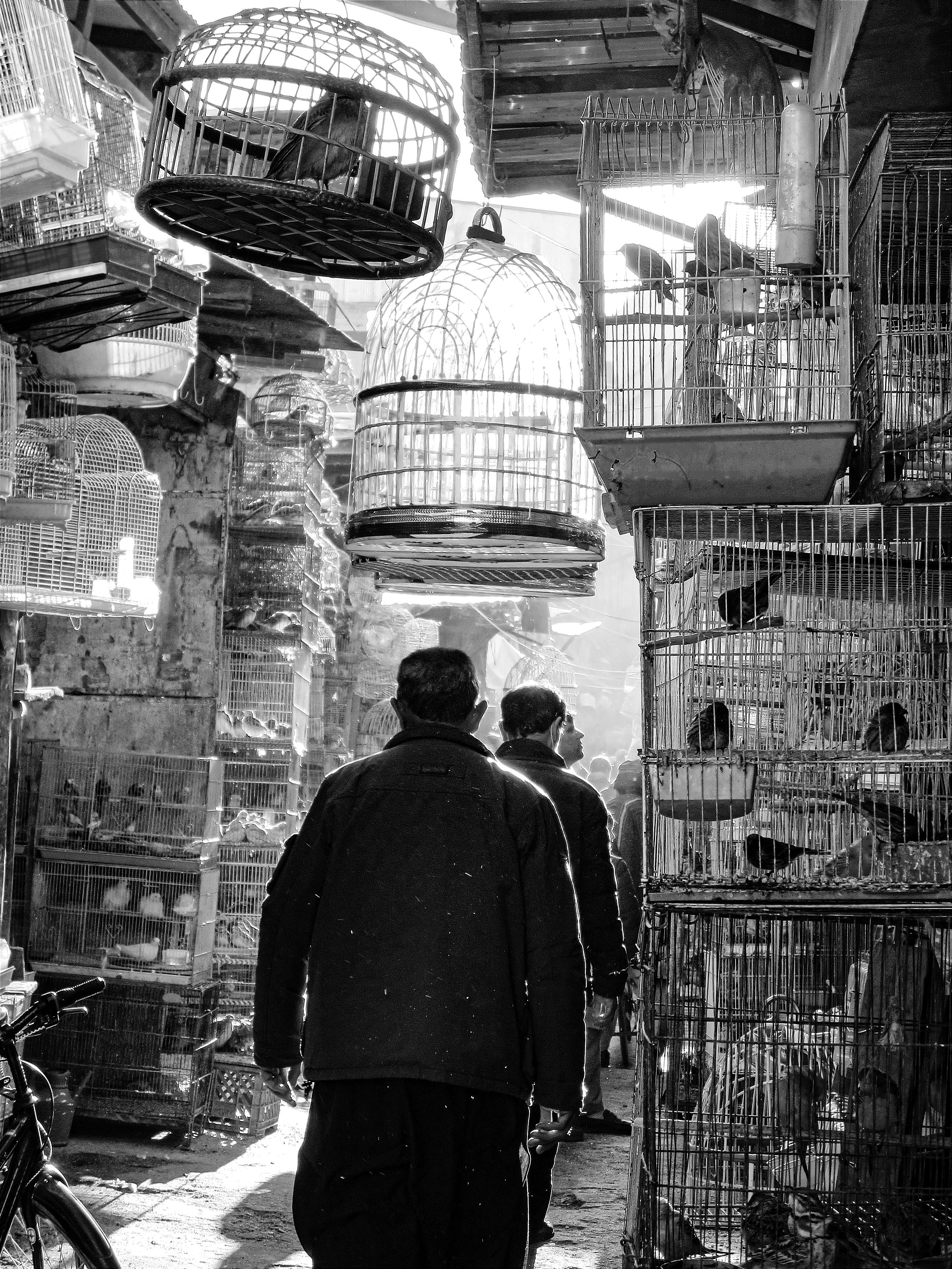 A couple of people looking at cages photo – Free Kabul Image on Unsplash