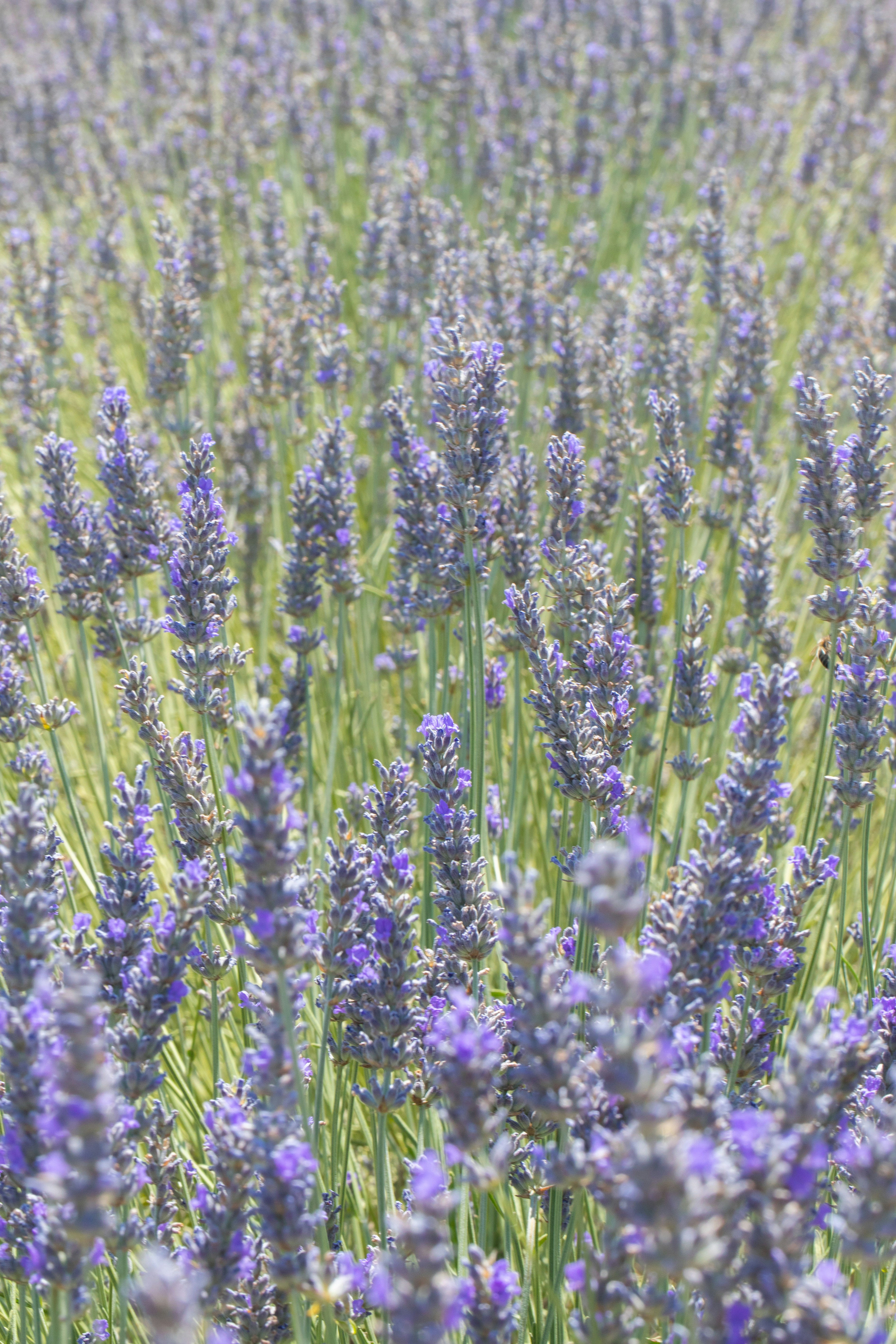 Lavender blooms sway gently in the breeze, creating a sea of purple amidst green stalks. The vibrant colors evoke a sense of tranquility.