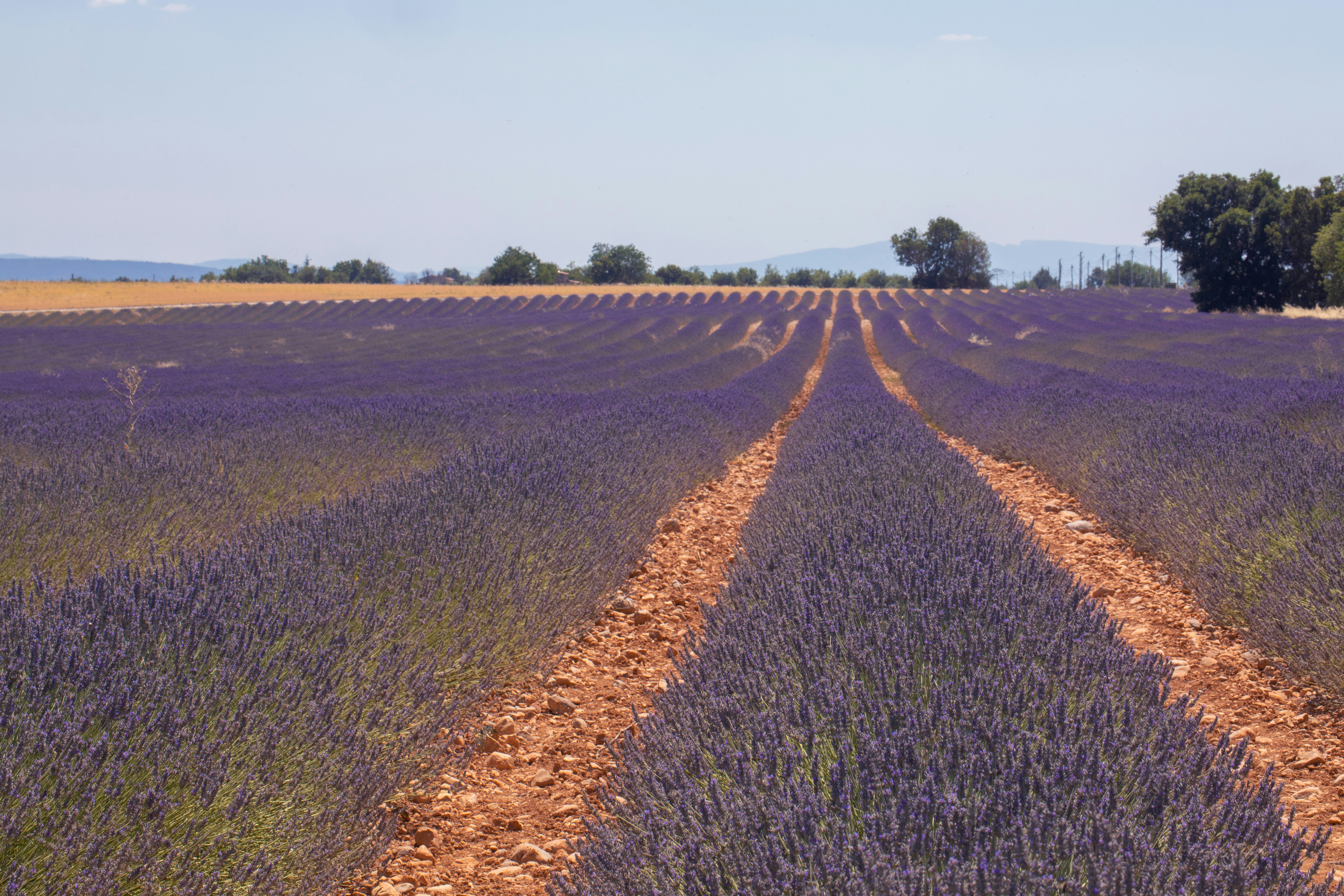 Endless rows of vibrant lavender stretch toward the horizon under a clear blue sky.
